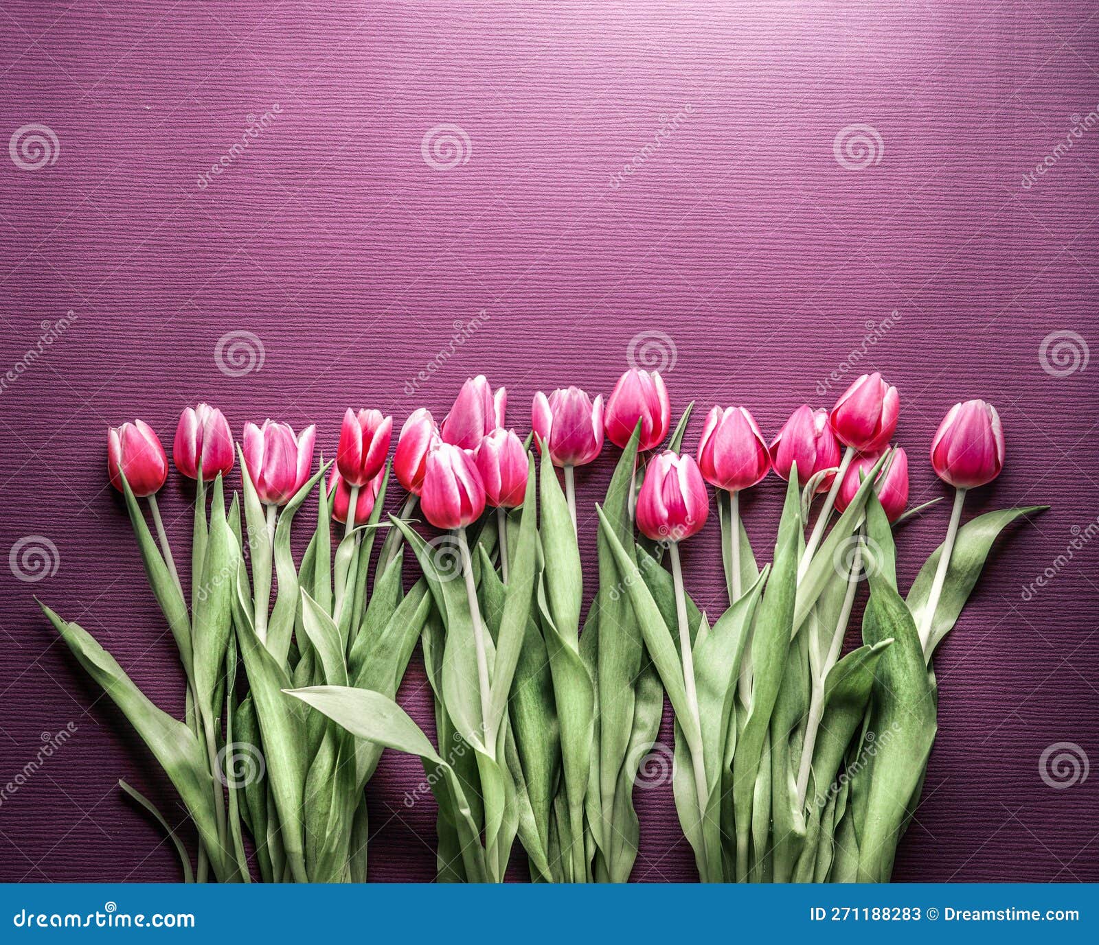 Floral Springtime Background with Beautiful Pink Tulips Stock Image ...
