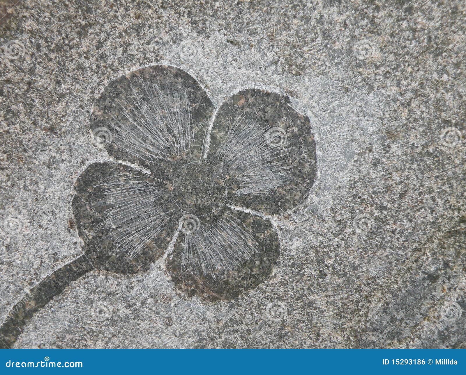 Floral stone surface stock photo. Image of flower, bloom - 15293186