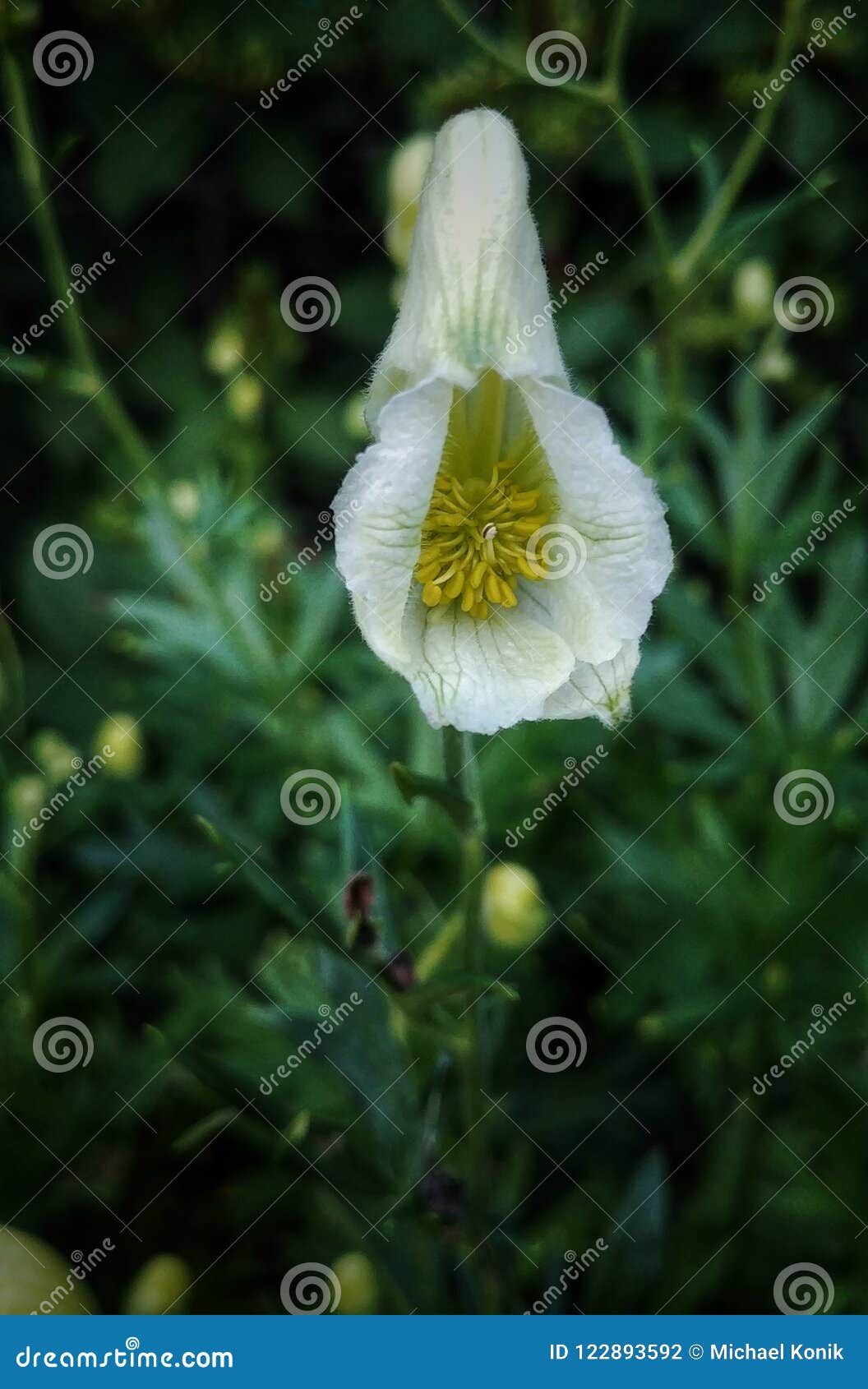 Floral stock photo. Image of floral, sumer, flowers - 122893592