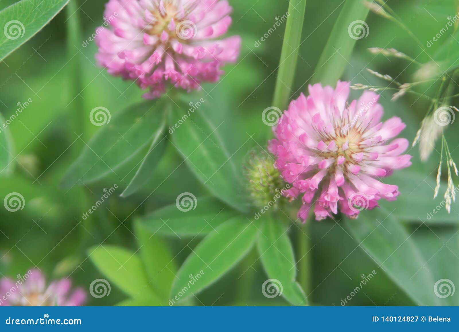 Floral Summer Background, Soft Focus. Blooming Clover Stock Image ...