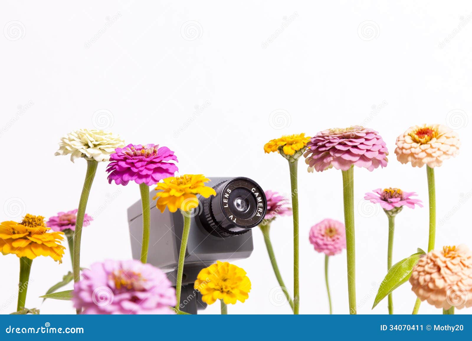 Floral Surveillance stock image. Image of flowers, nature - 34070411