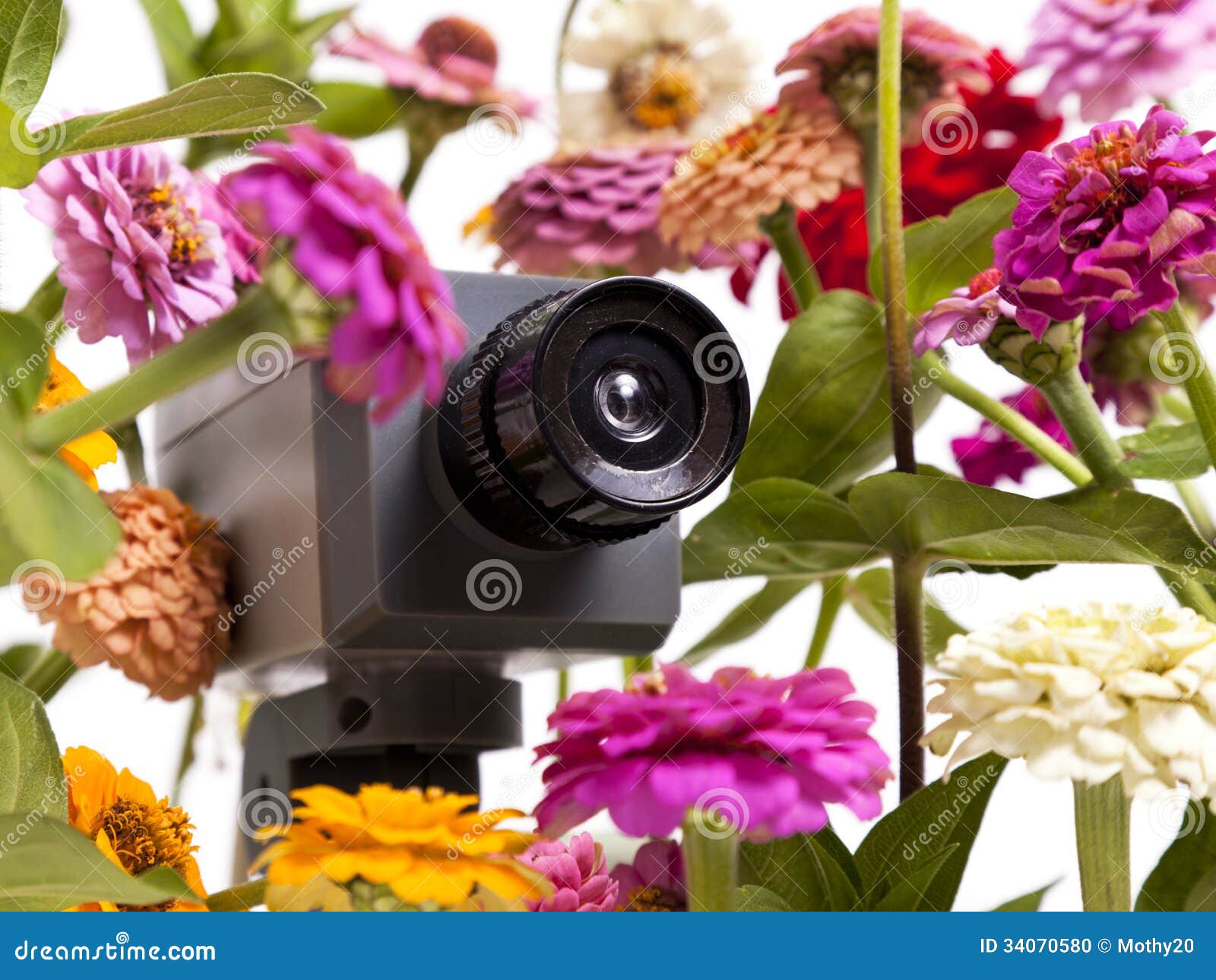 Floral Surveillance stock photo. Image of blossom, flower - 34070580