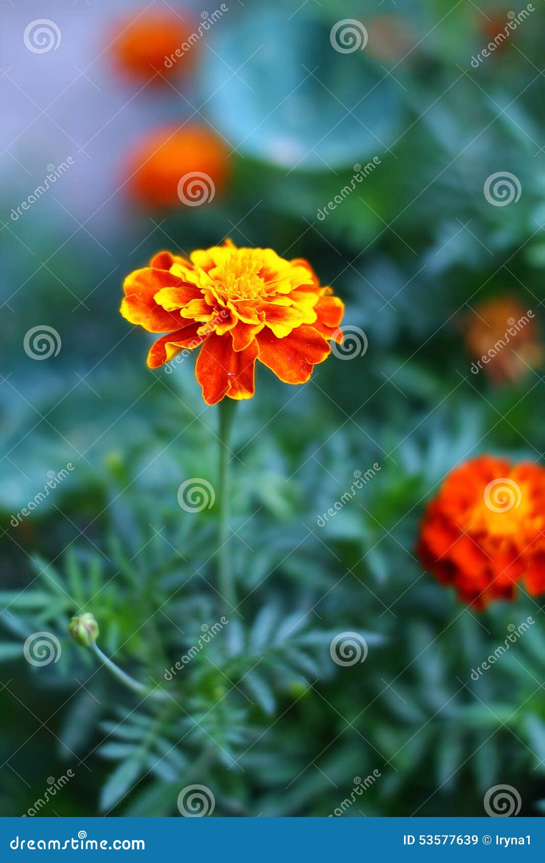 Floral (Tagets) background stock image. Image of background - 53577639