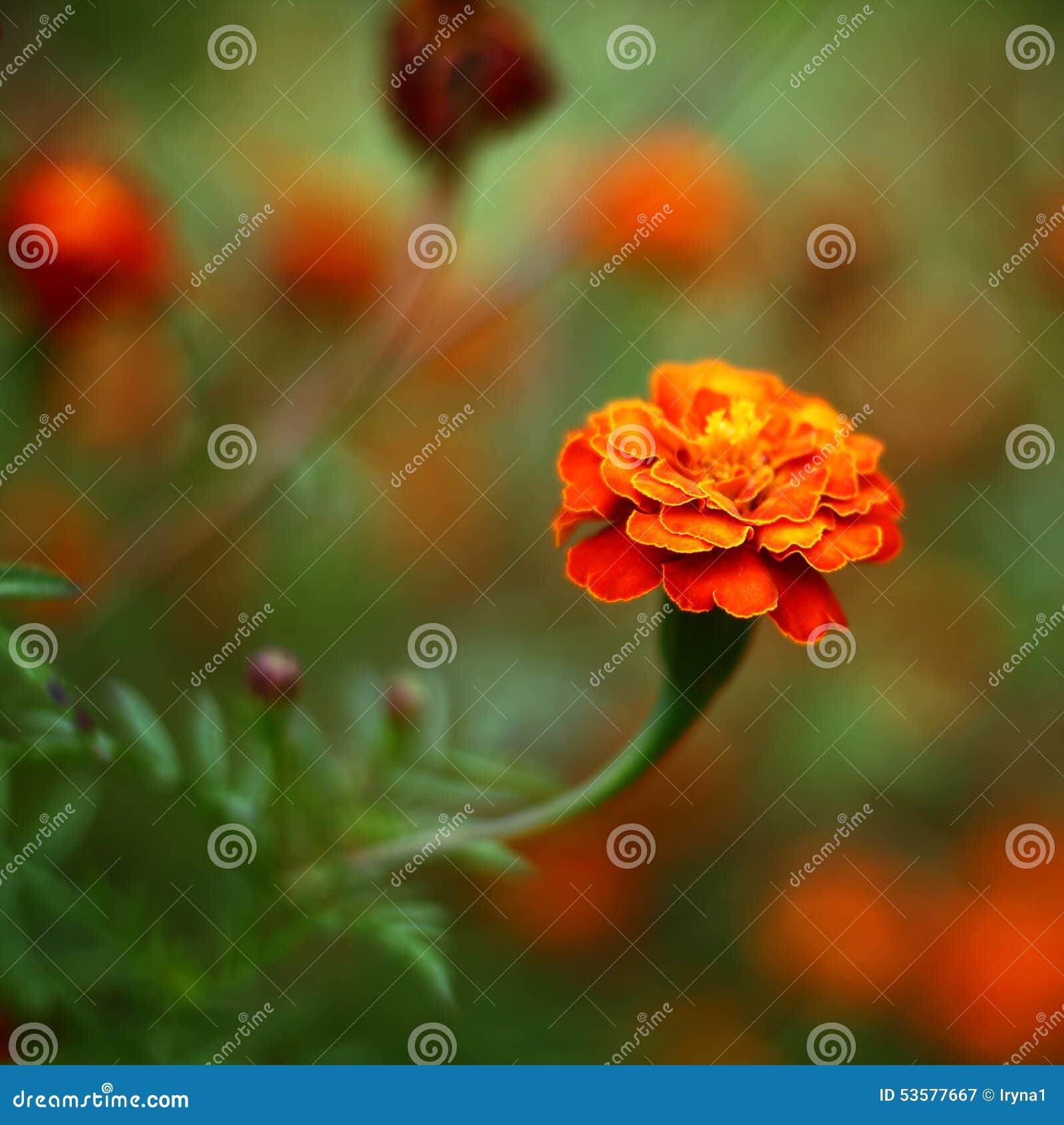 Floral (Tagets) background stock image. Image of flowerbed - 53577667