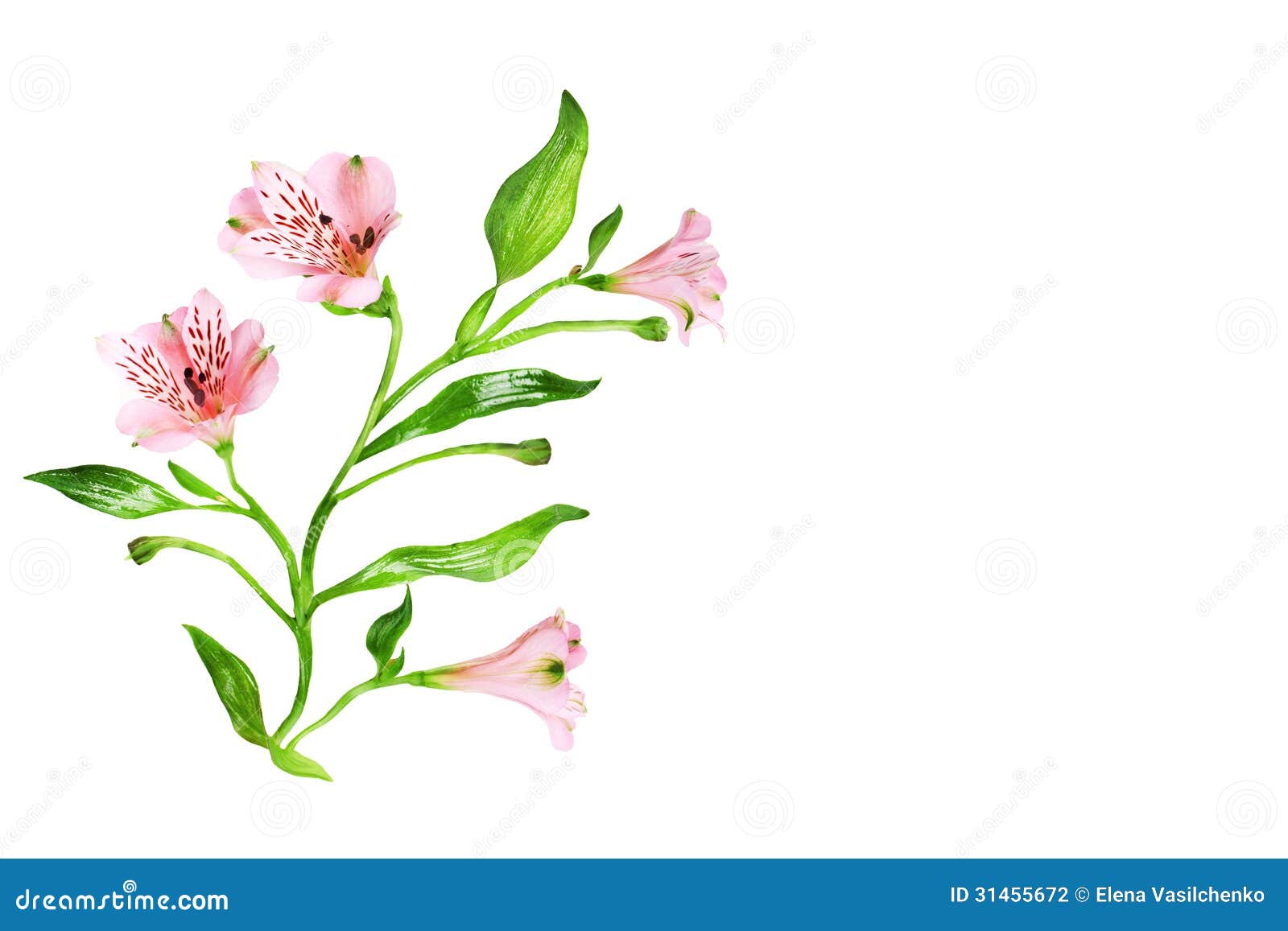 Floral Vignette Based on Real Flowers. Isolated Over White Stock Photo ...