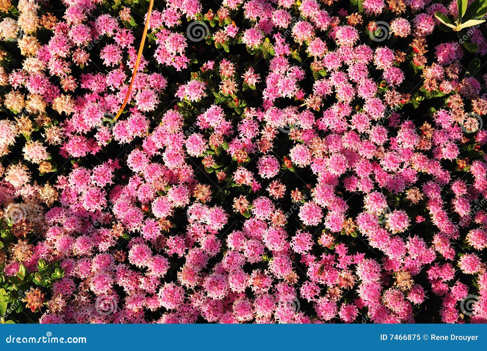 Flore australienne image stock. Image du nature, plage - 7466875