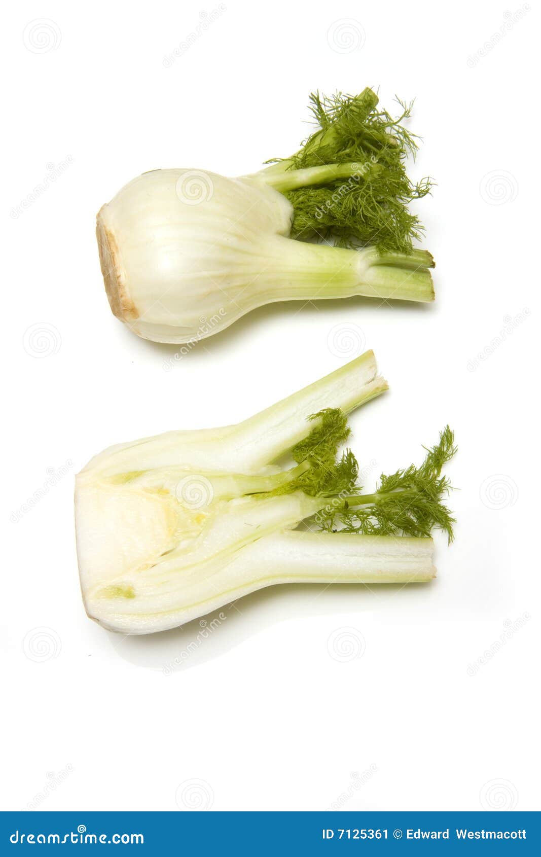 Florence Fennel bulbs stock image. Image of foeniculum - 7125361