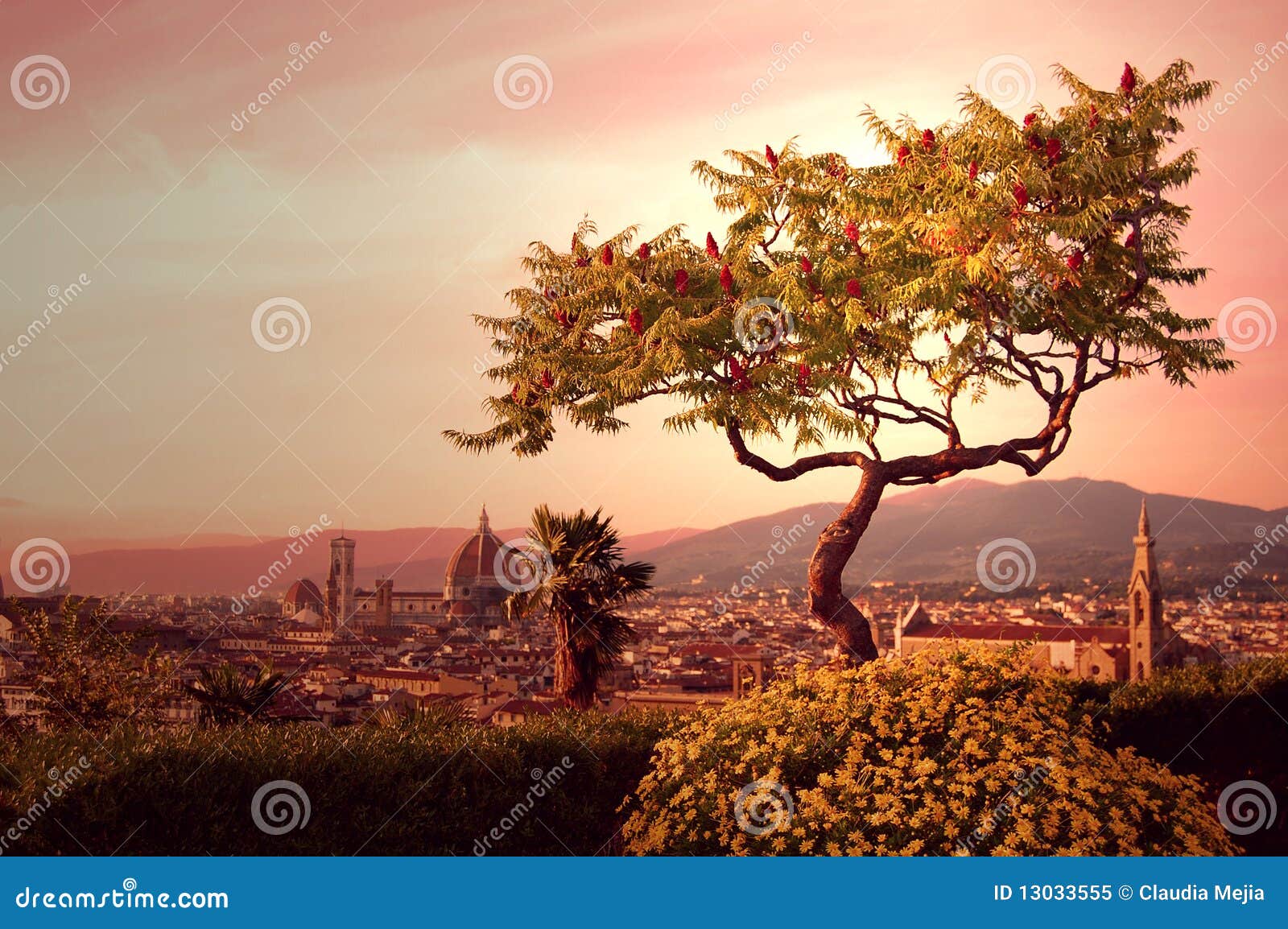 Florence Tree stock image. Image of tree, travel, piazzale - 13033555