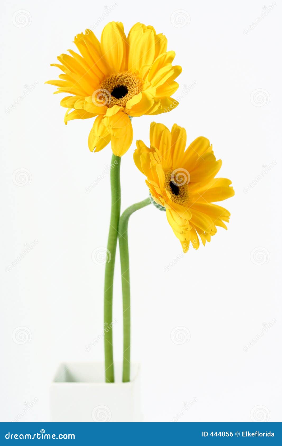 Flores foto de archivo. Imagen de casero, olor, clave, amarillo - 444056