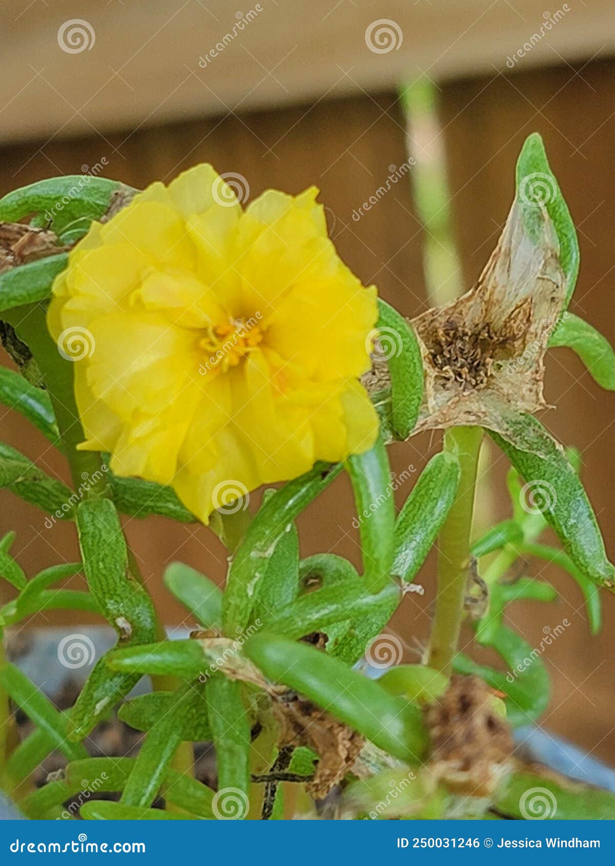 Flores Amarillas De Musgo Rosa Foto de archivo - Imagen de rosa, flores ...