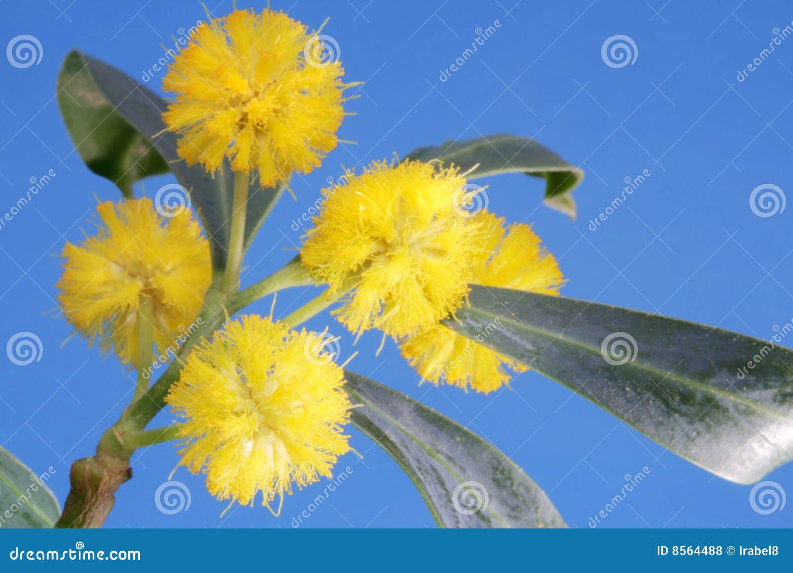 Flores Amarillas Del Mimosa En Azul Foto de archivo - Imagen de salir ...