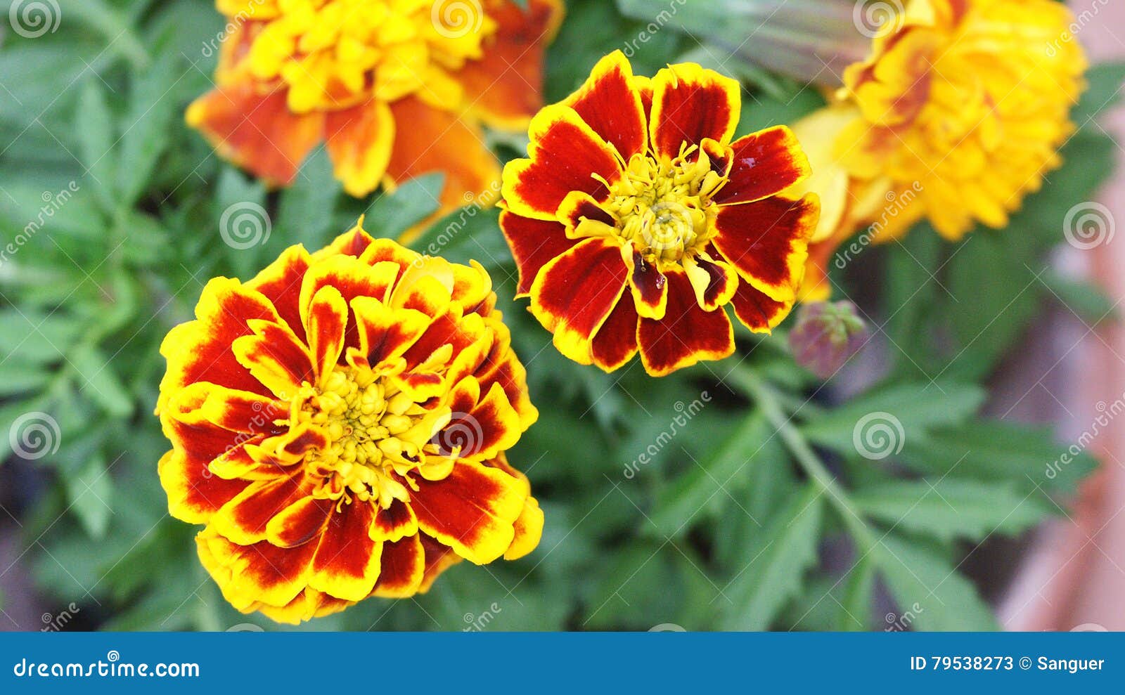 Flores amarillas y rojas imagen de archivo. Imagen de parques - 79538273