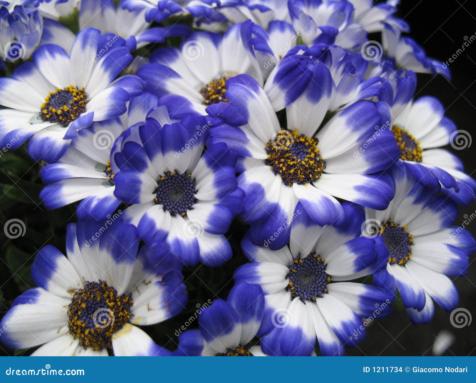 Flores azuis foto de stock. Imagem de pistila, nave, sazonal - 1211734