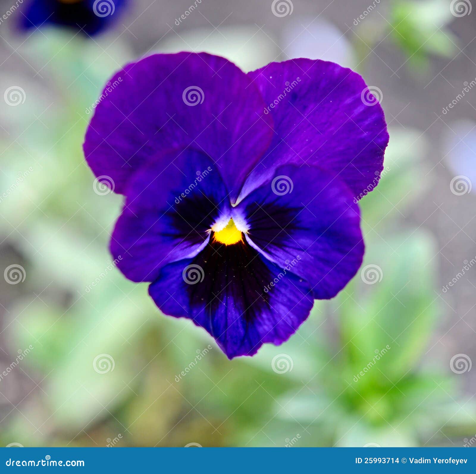 Flores azuis violetas foto de stock. Imagem de quadro - 25993714