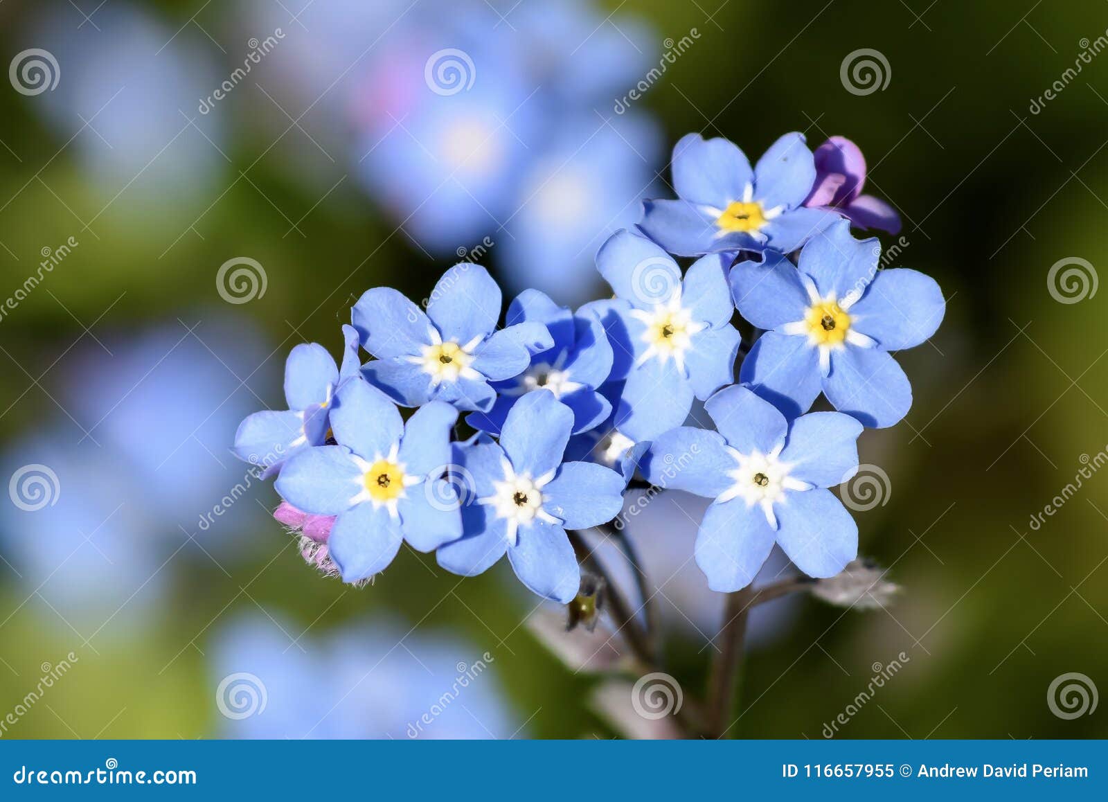 Flores azul claro hermosas imagen de archivo. Imagen de extracto ...