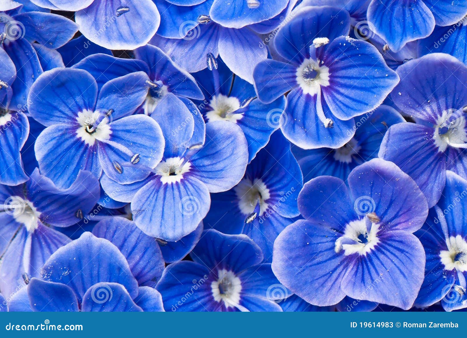 Flores azules imagen de archivo. Imagen de hermoso, macro - 19614983