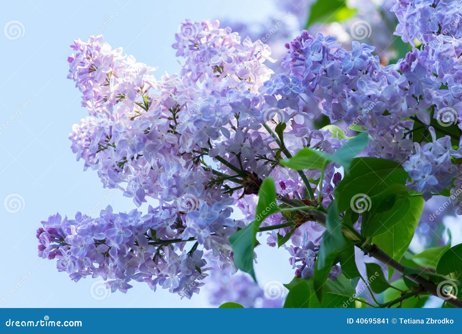 Flores azules de la lila imagen de archivo. Imagen de exuberante - 40695841