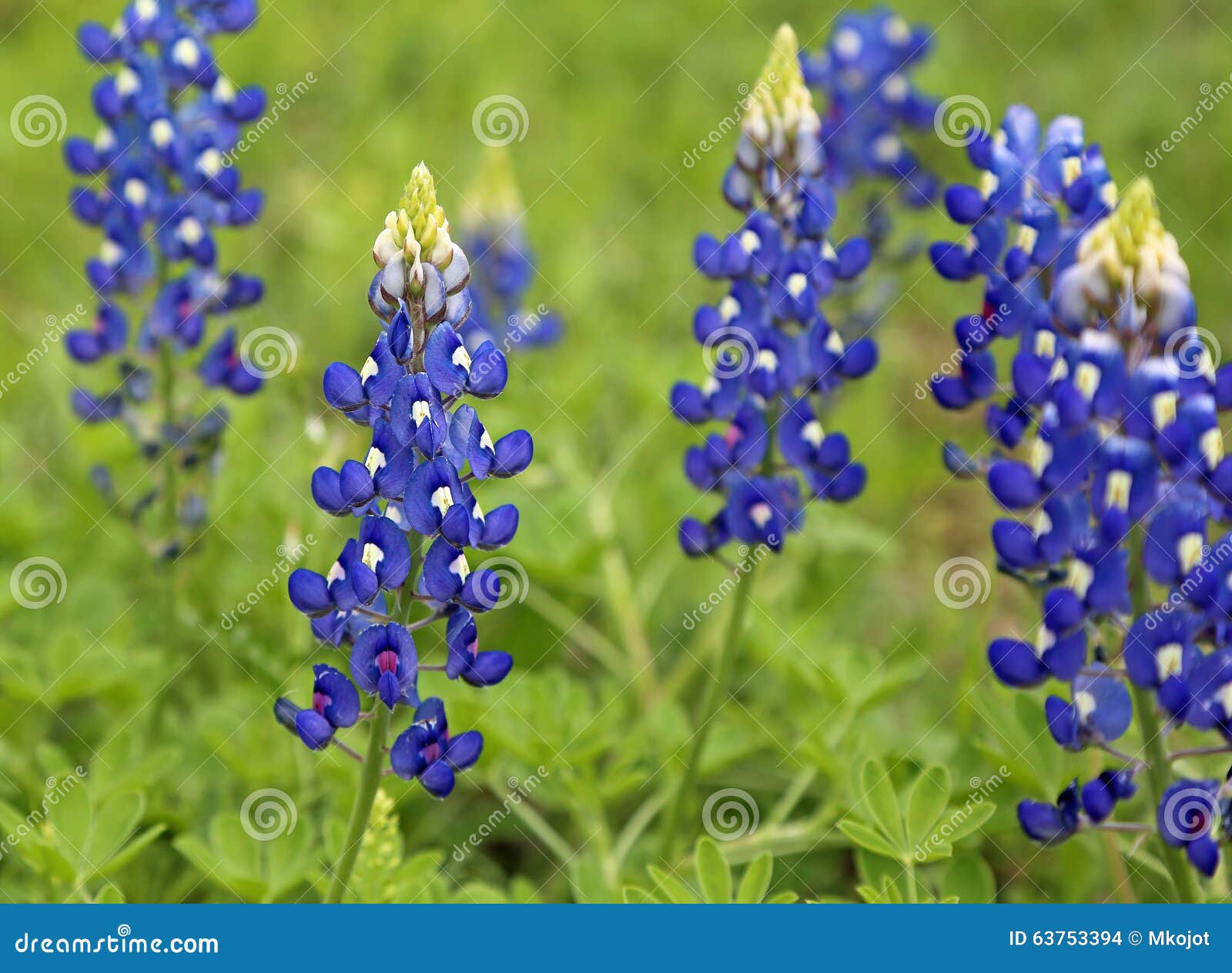Flores azules del altramuz foto de archivo. Imagen de verde - 63753394