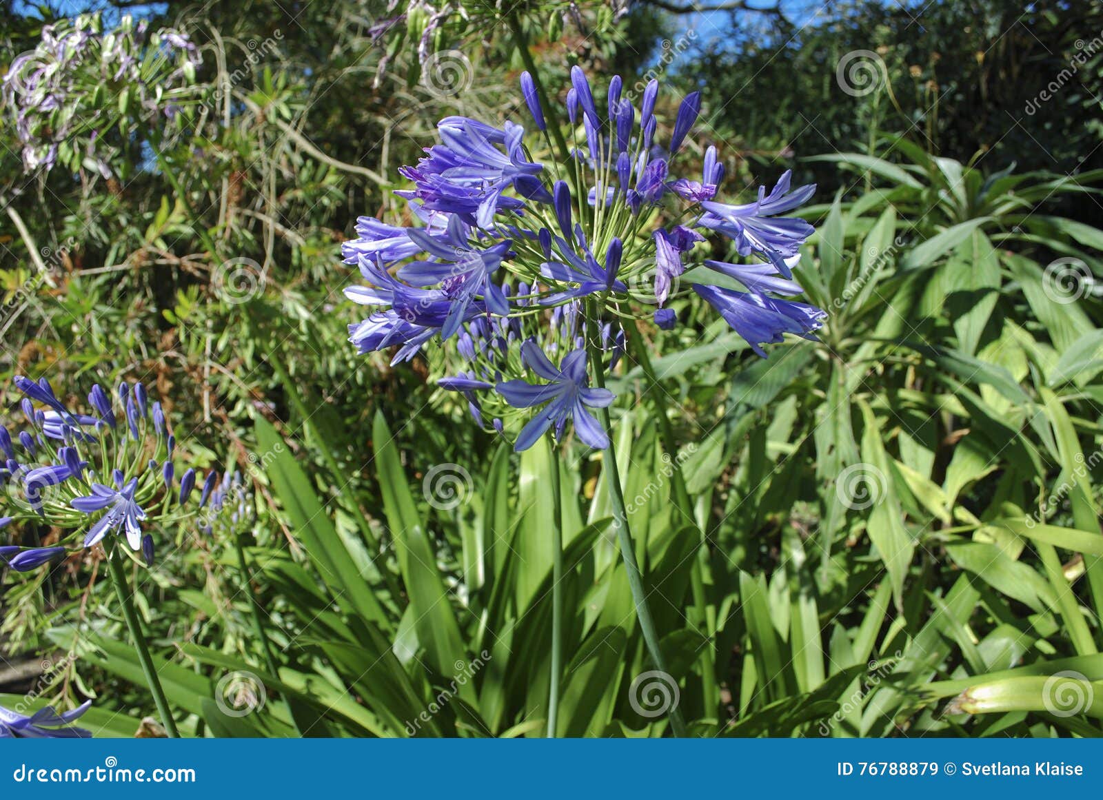 Flores Azules Del Lirio Del Nilo Imagen de archivo - Imagen de flor ...