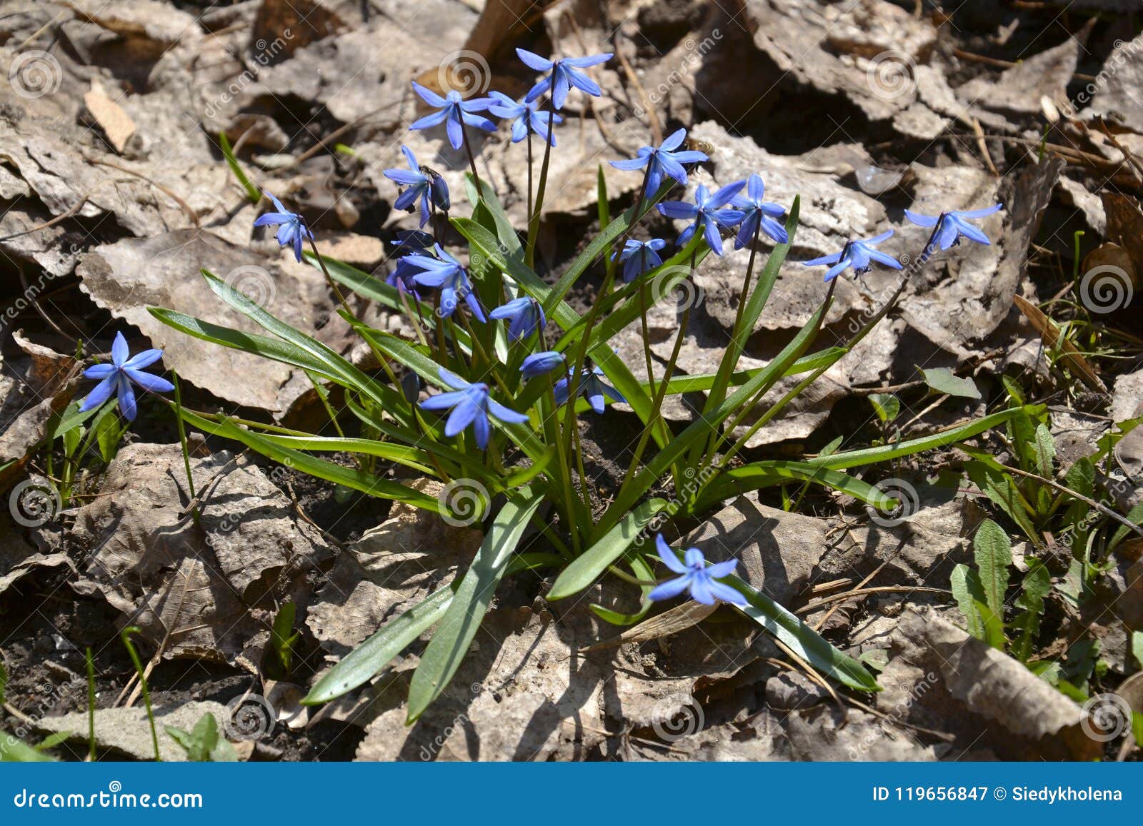 Flores Azules Hermosas De La Primavera Imagen de archivo - Imagen de ...