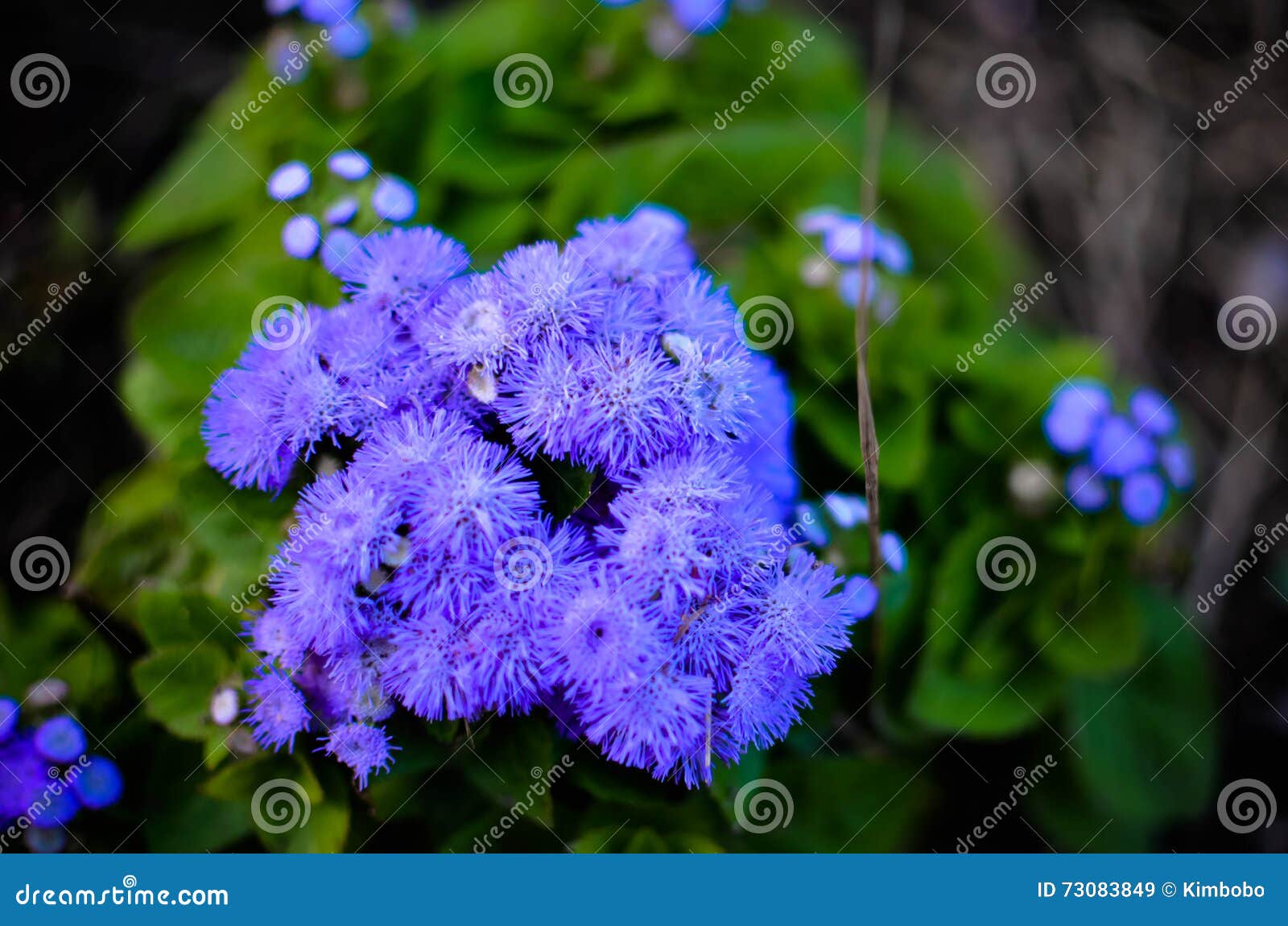 Flores Azules O Bluemink Blueweed Pie Del Gatito Brocha Mexicana De
