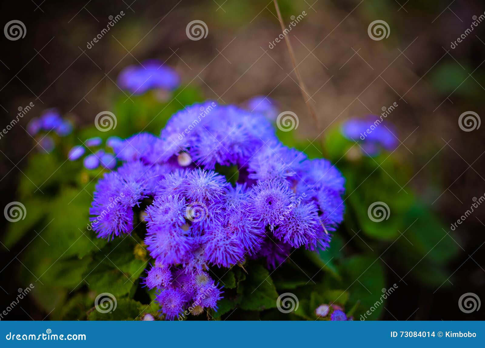 Flores Azules O Bluemink Blueweed Pie Del Gatito Brocha Mexicana De