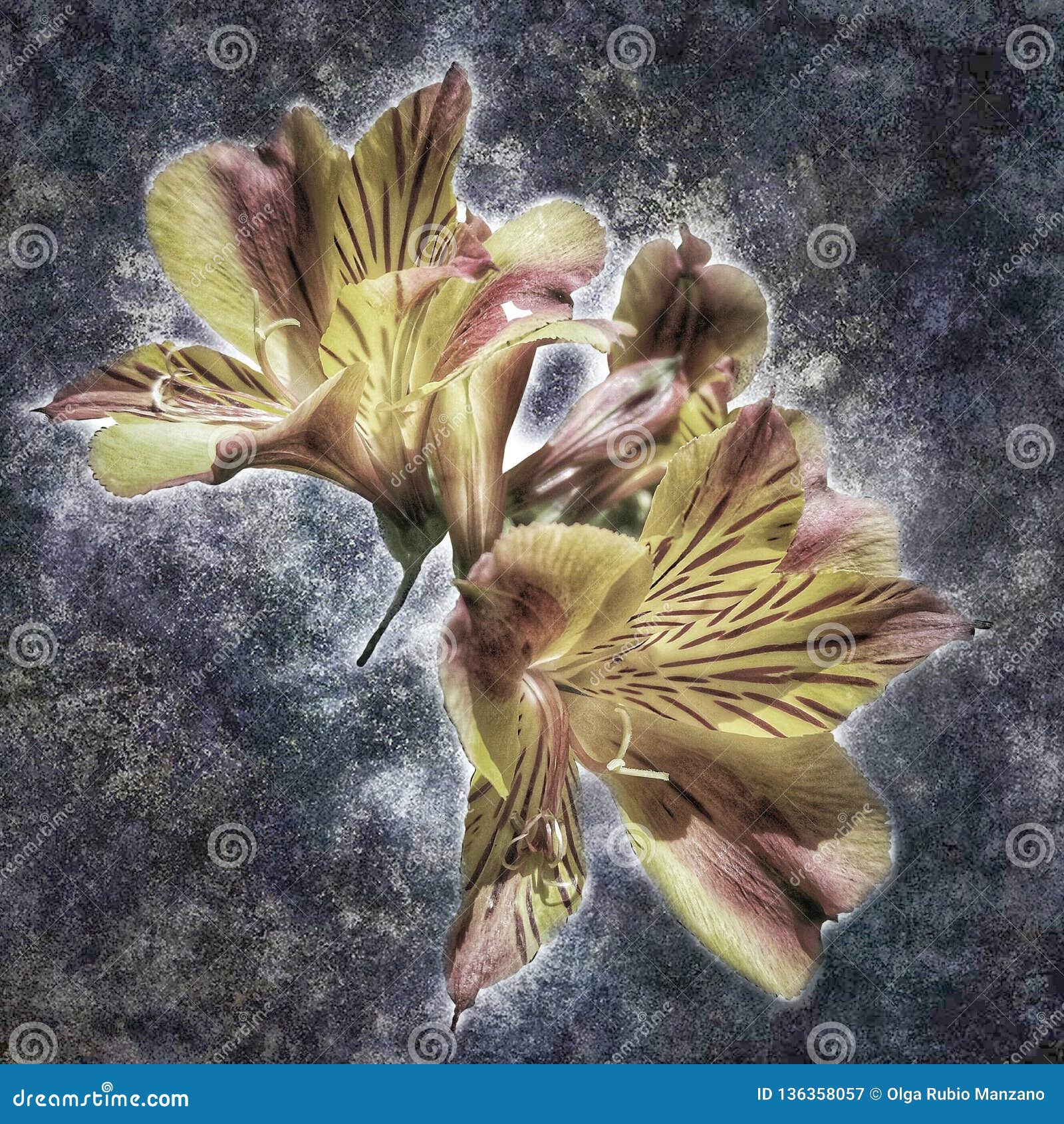 Flores bicolores imagen de archivo. Imagen de arte, creativo - 136358057