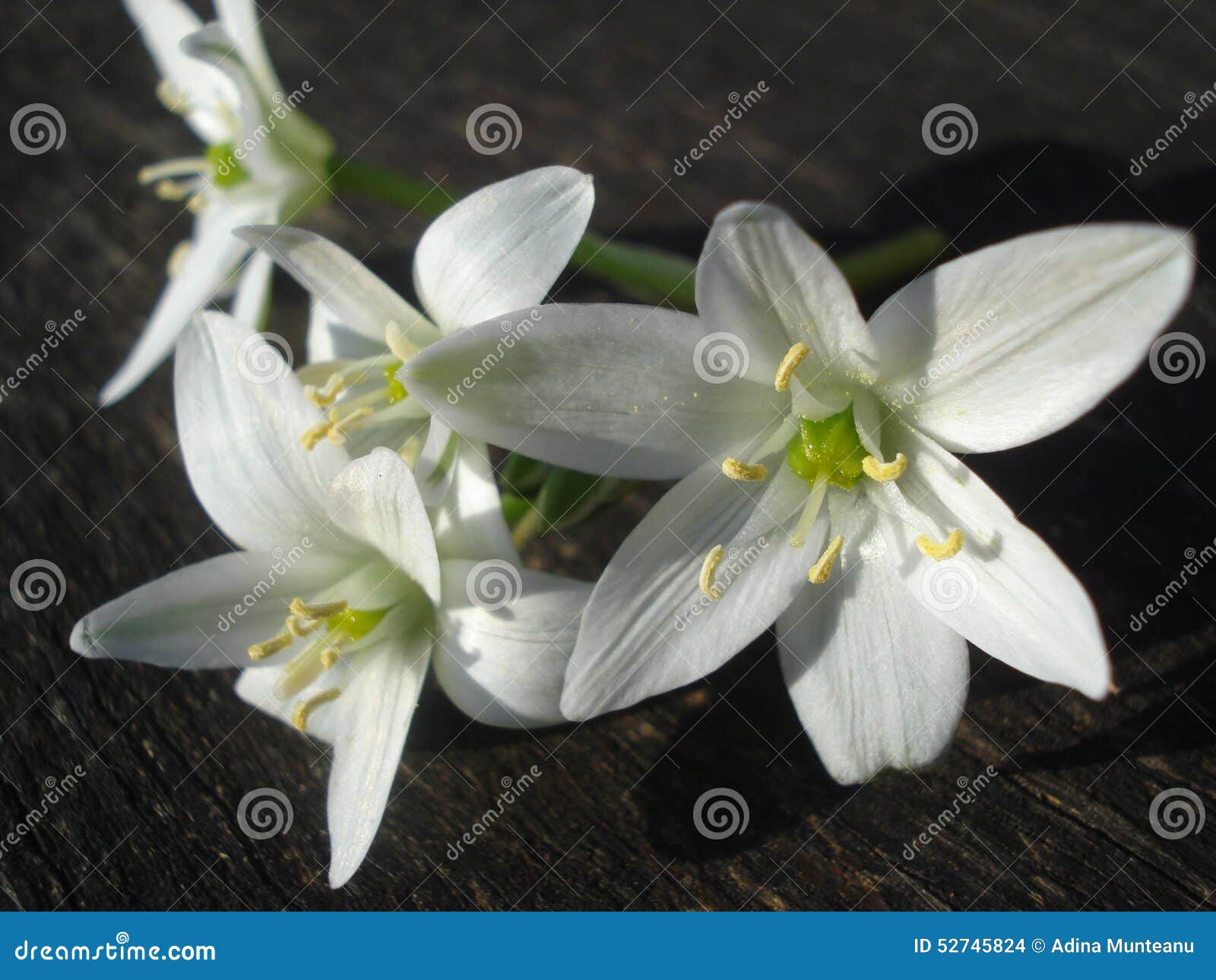 Flores Blancas De Estrella-de-Belén Foto de archivo - Imagen de ...