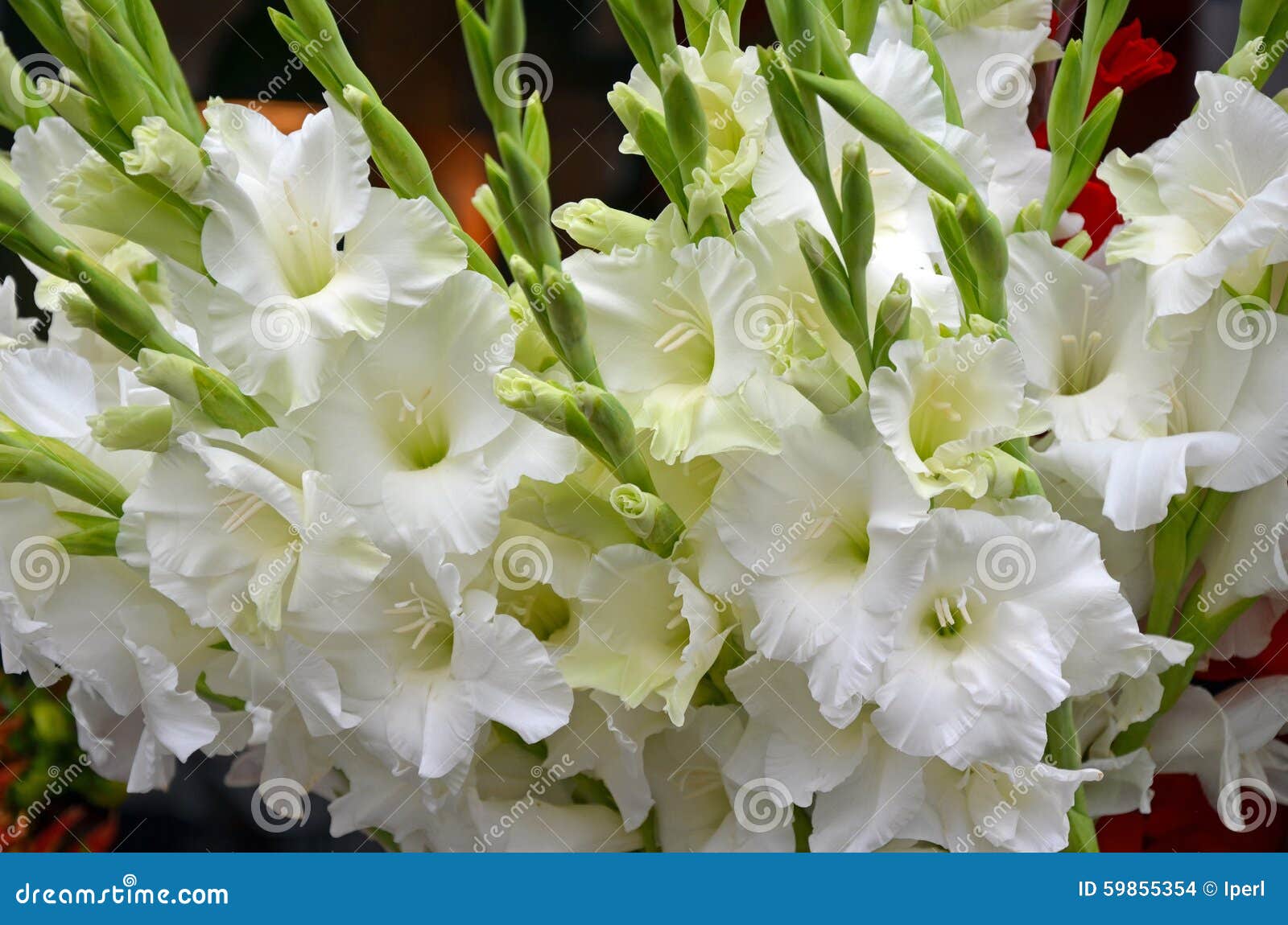 Flores Blancas Del Gladiola Foto de archivo - Imagen de cubo, estambre ...