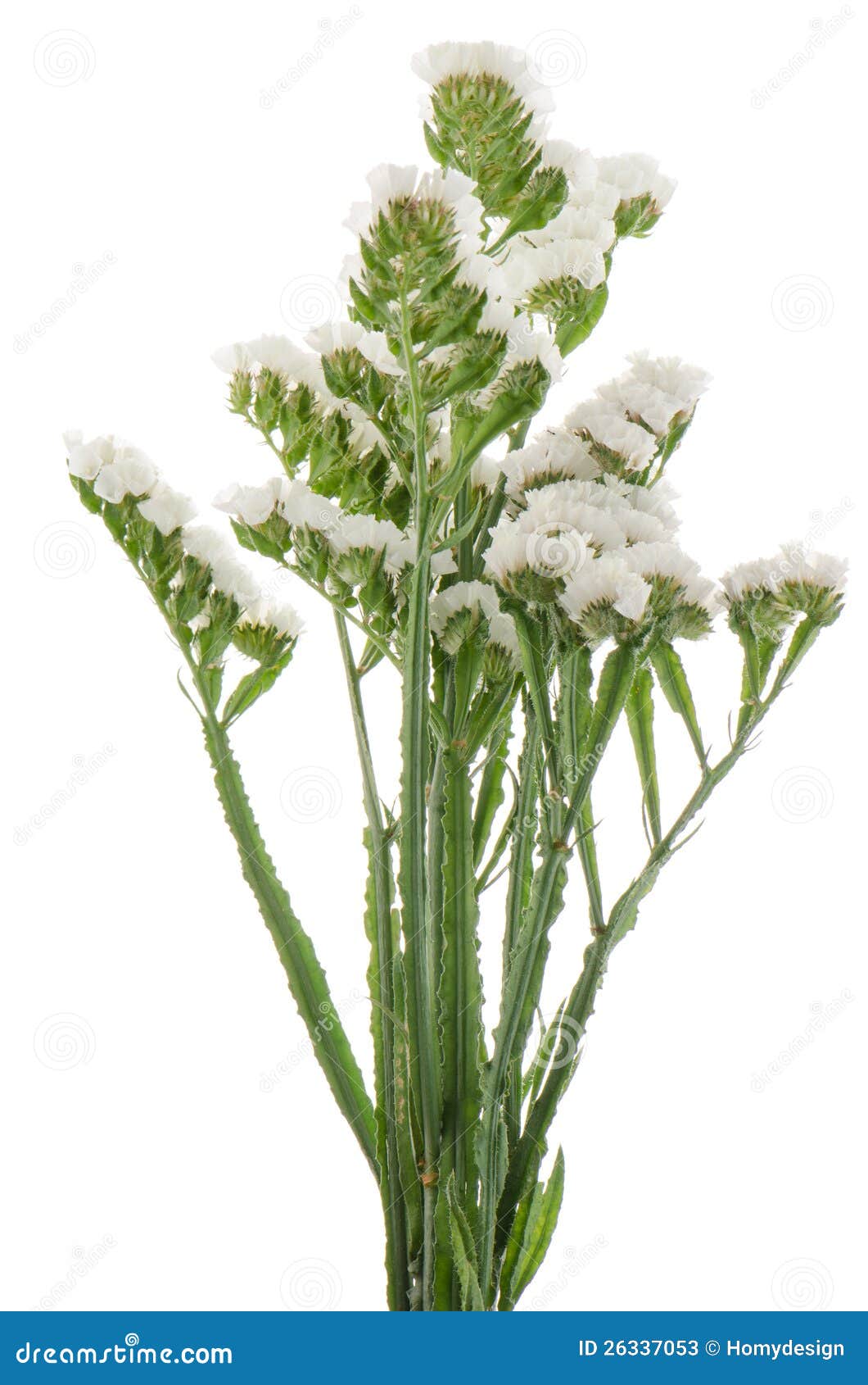 Flores blancas del statice imagen de archivo. Imagen de flor - 26337053