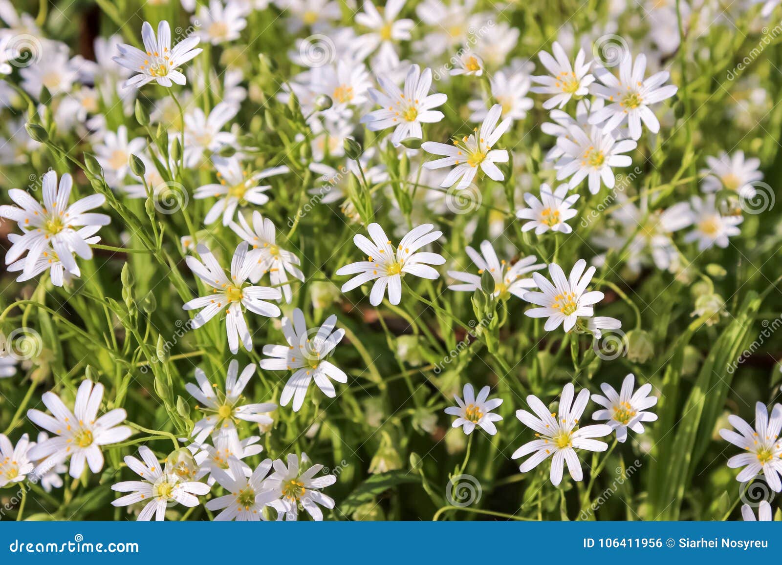 Flores blancas en bosque foto de archivo. Imagen de floral - 106411956