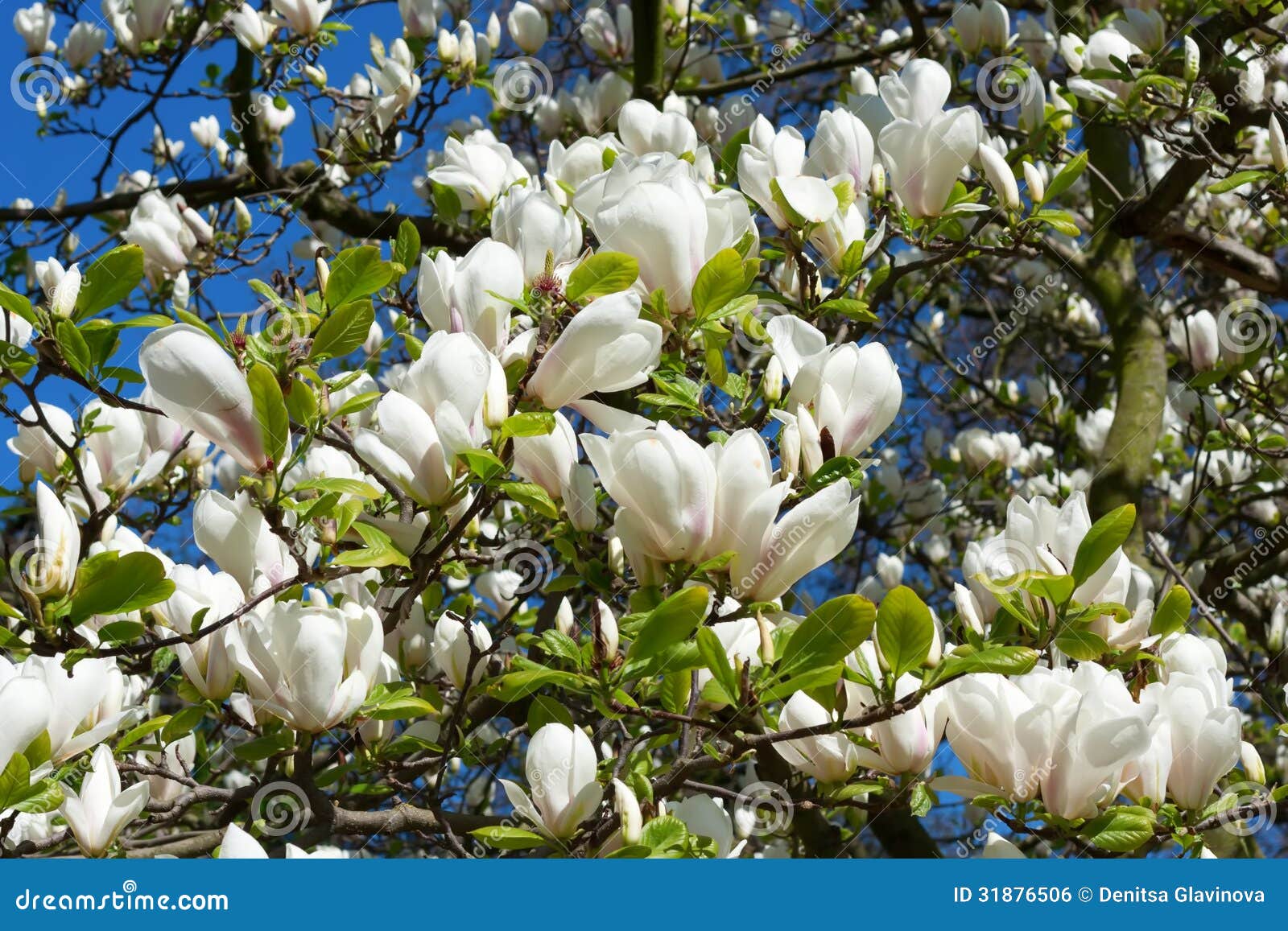 Flores Blancas Hermosas De La Magnolia Foto de archivo - Imagen de ...