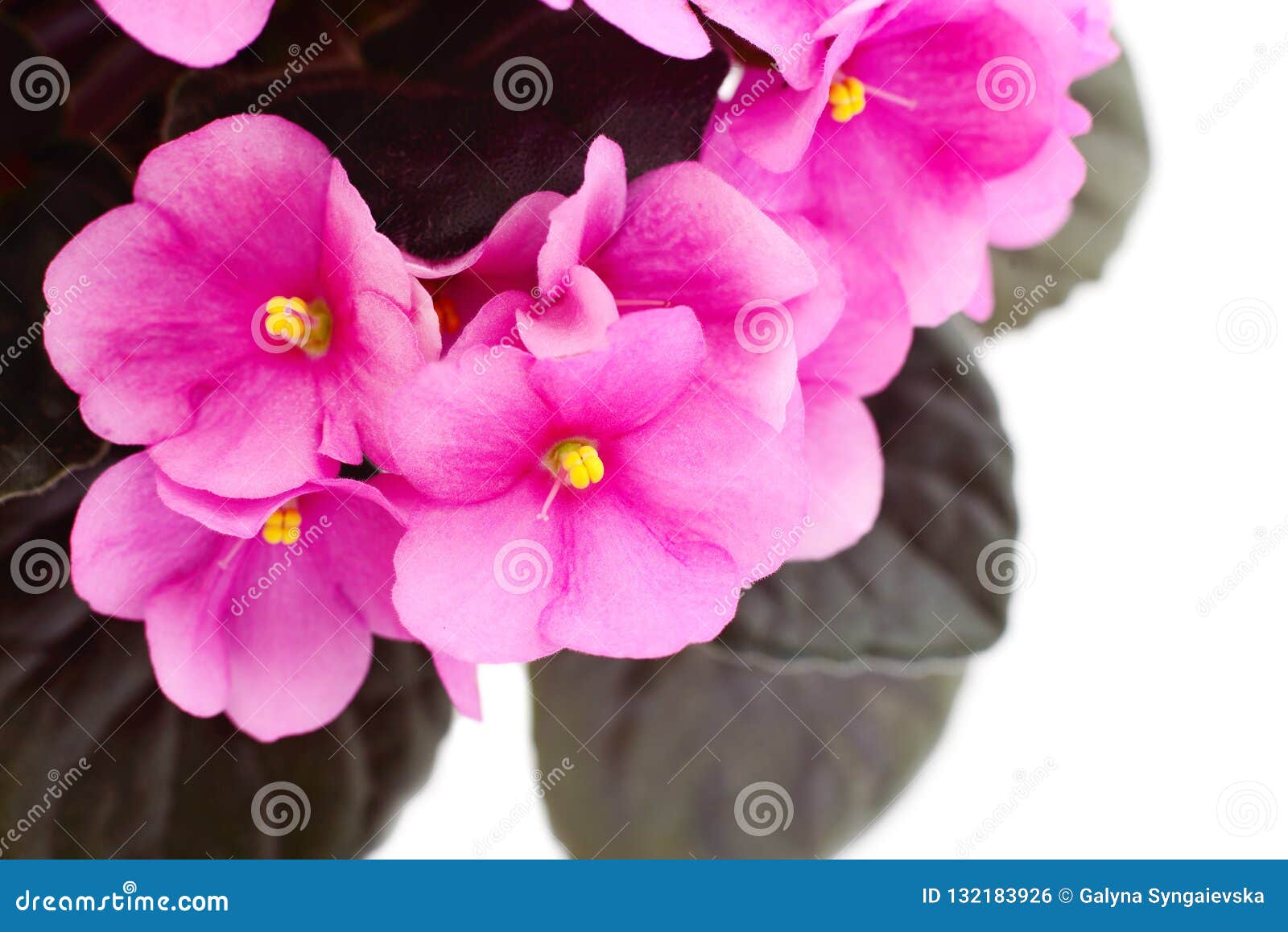 Flores Bonitas Das Violetas Cor-de-rosa Foto de Stock - Imagem de flor ...