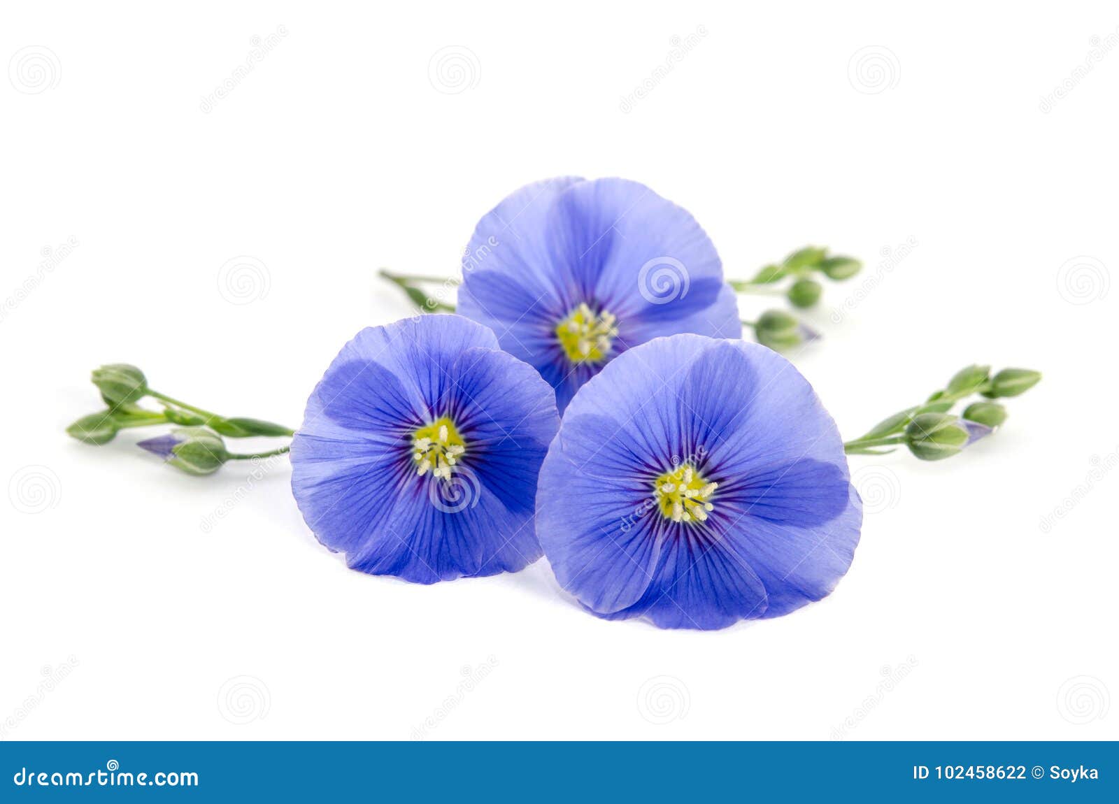 Flores bonitas do linho foto de stock. Imagem de bonito - 102458622