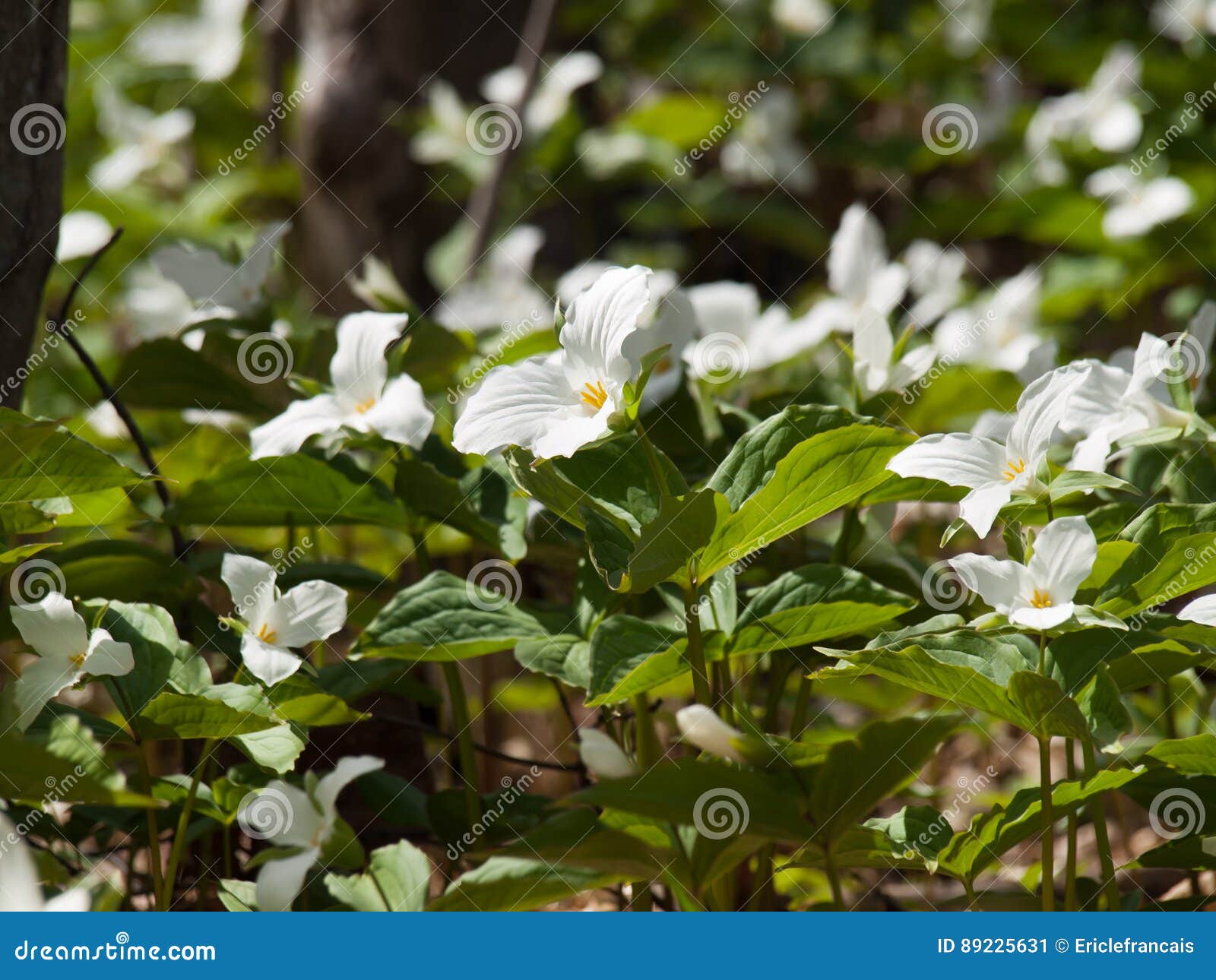 Flores Brancas Do Trillium Na Terra Da Floresta Imagem de Stock - Imagem de floresta ...