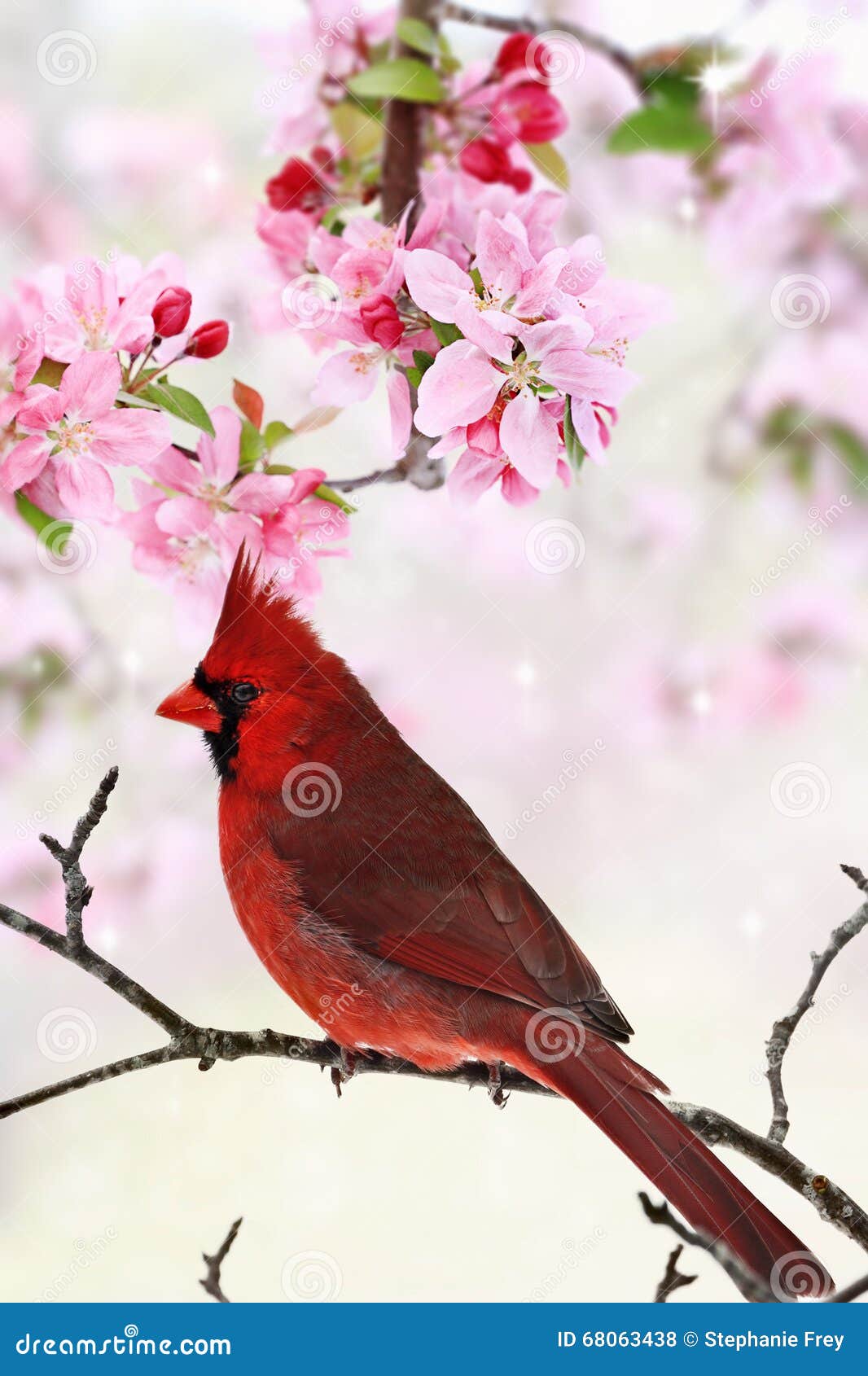 Flores Cardinales De Amid Spring Tree Foto de archivo - Imagen de ...