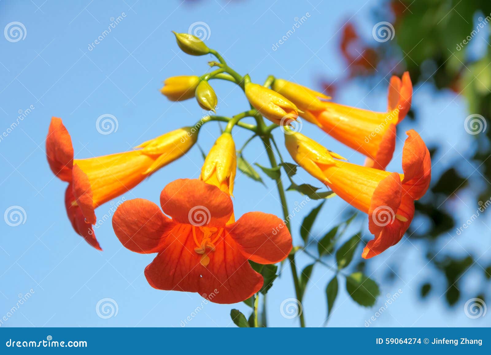 Flores Chinas De La Enredadera De Trompeta Foto de archivo - Imagen de ...