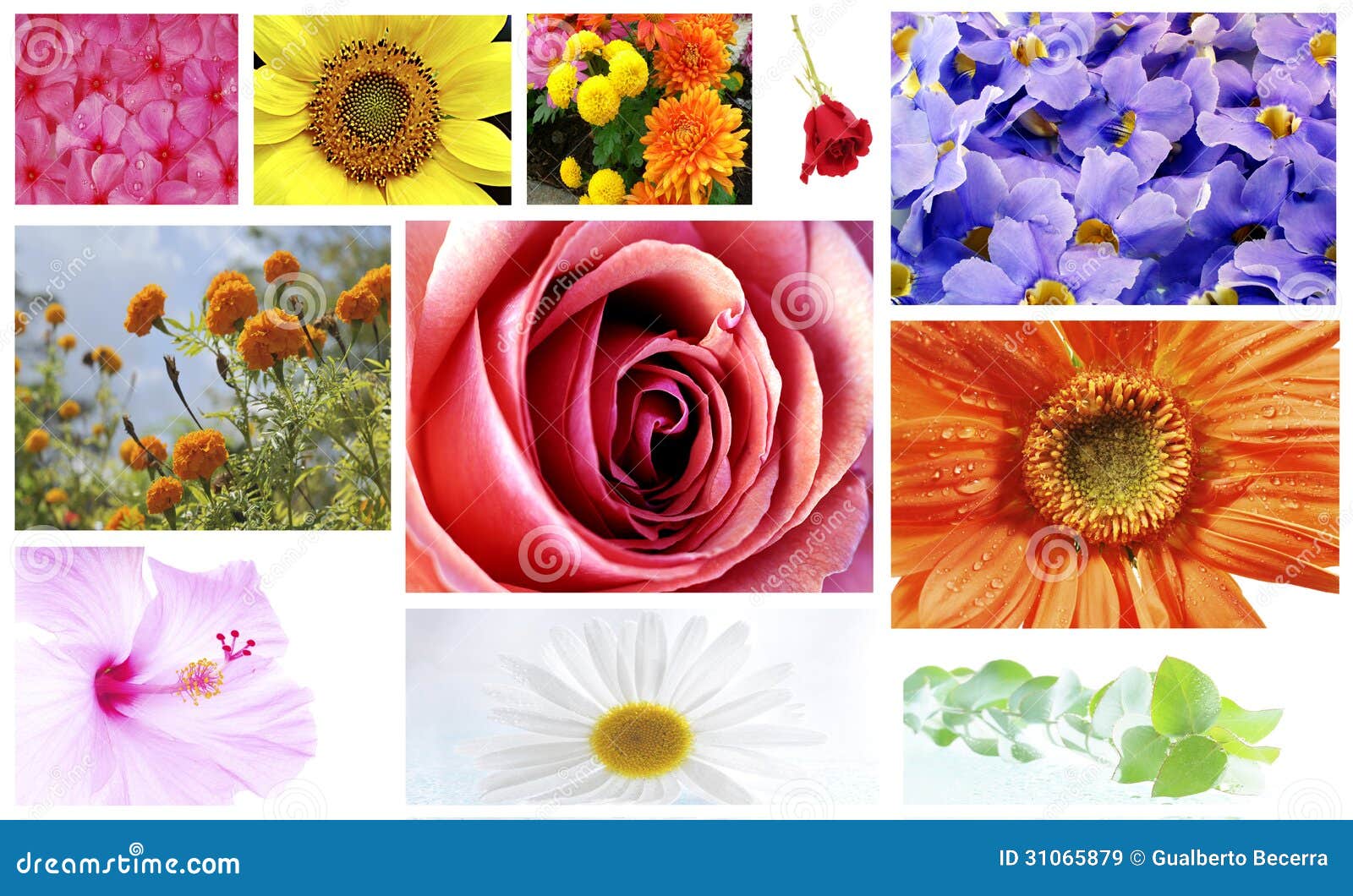 Flores collage imagen de archivo. Imagen de vacaciones - 31065879