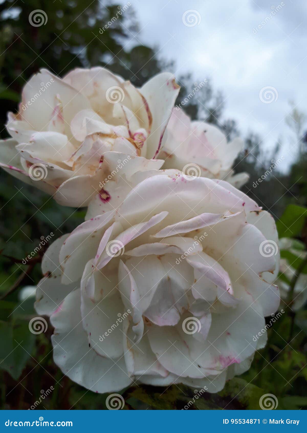 Flores color crema imagen de archivo. Imagen de flores - 95534871