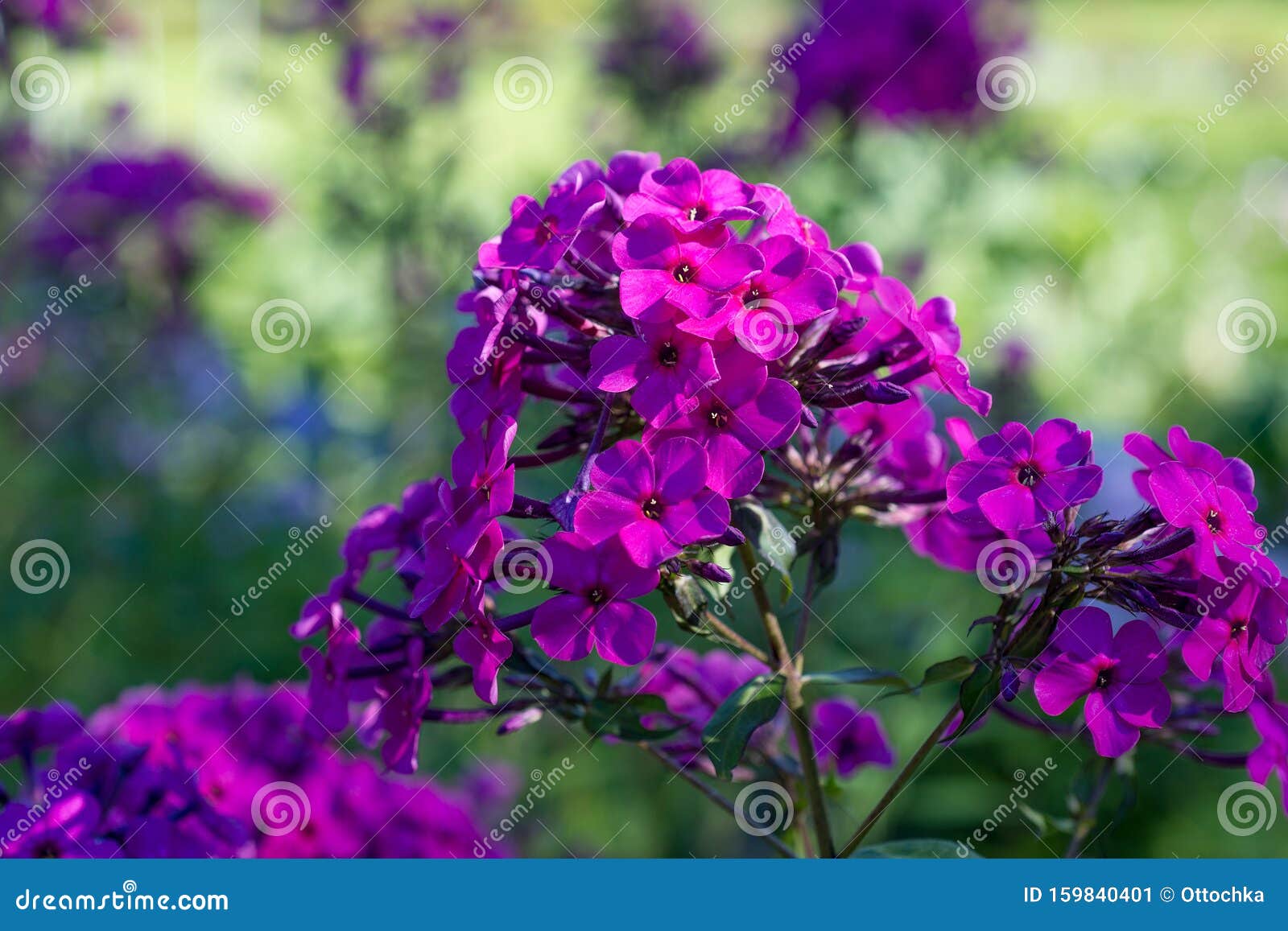 Flores color rosa imagen de archivo. Imagen de pétalo - 159840401