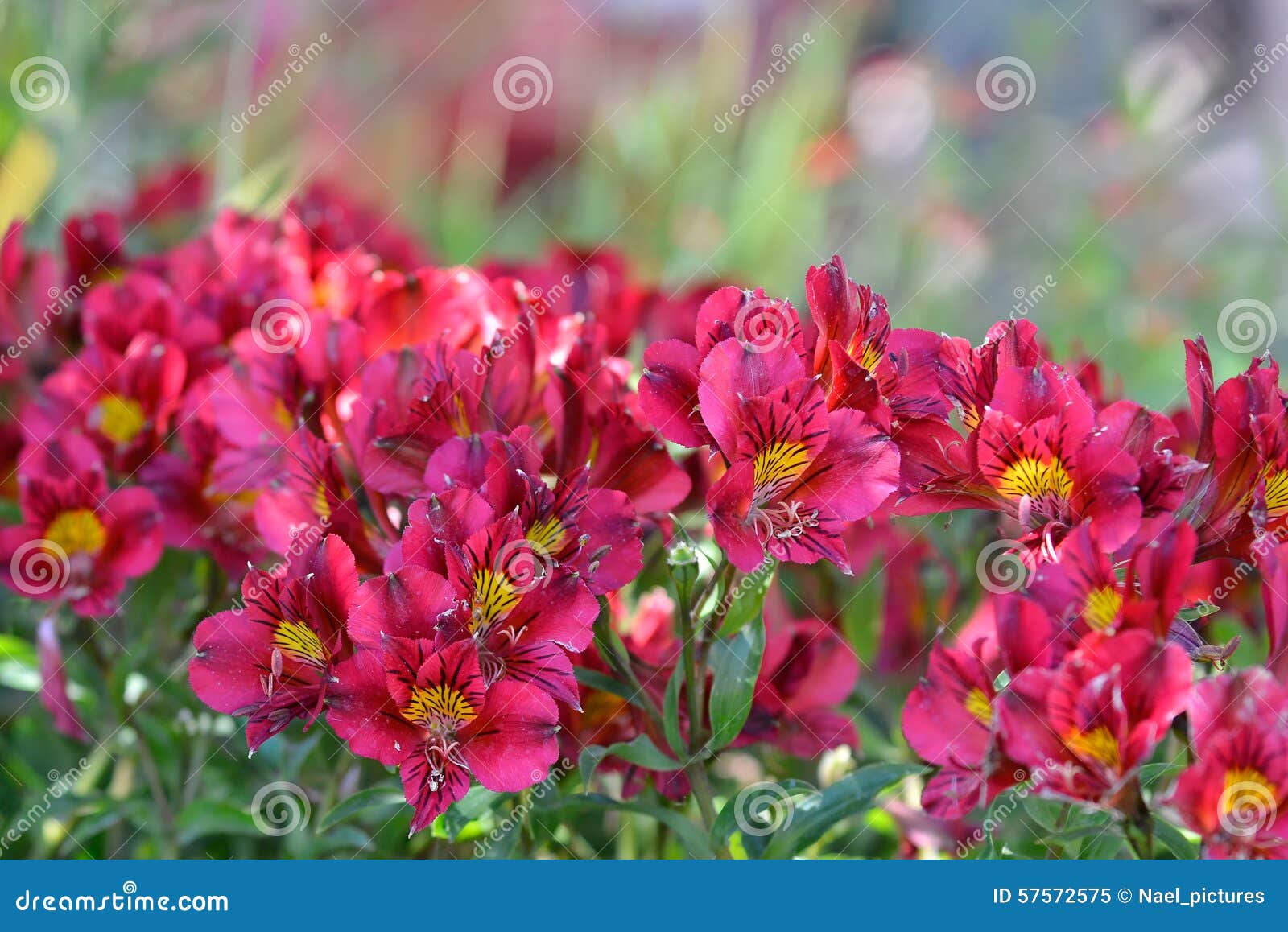 Flores coloridas imagem de stock. Imagem de colorido - 57572575