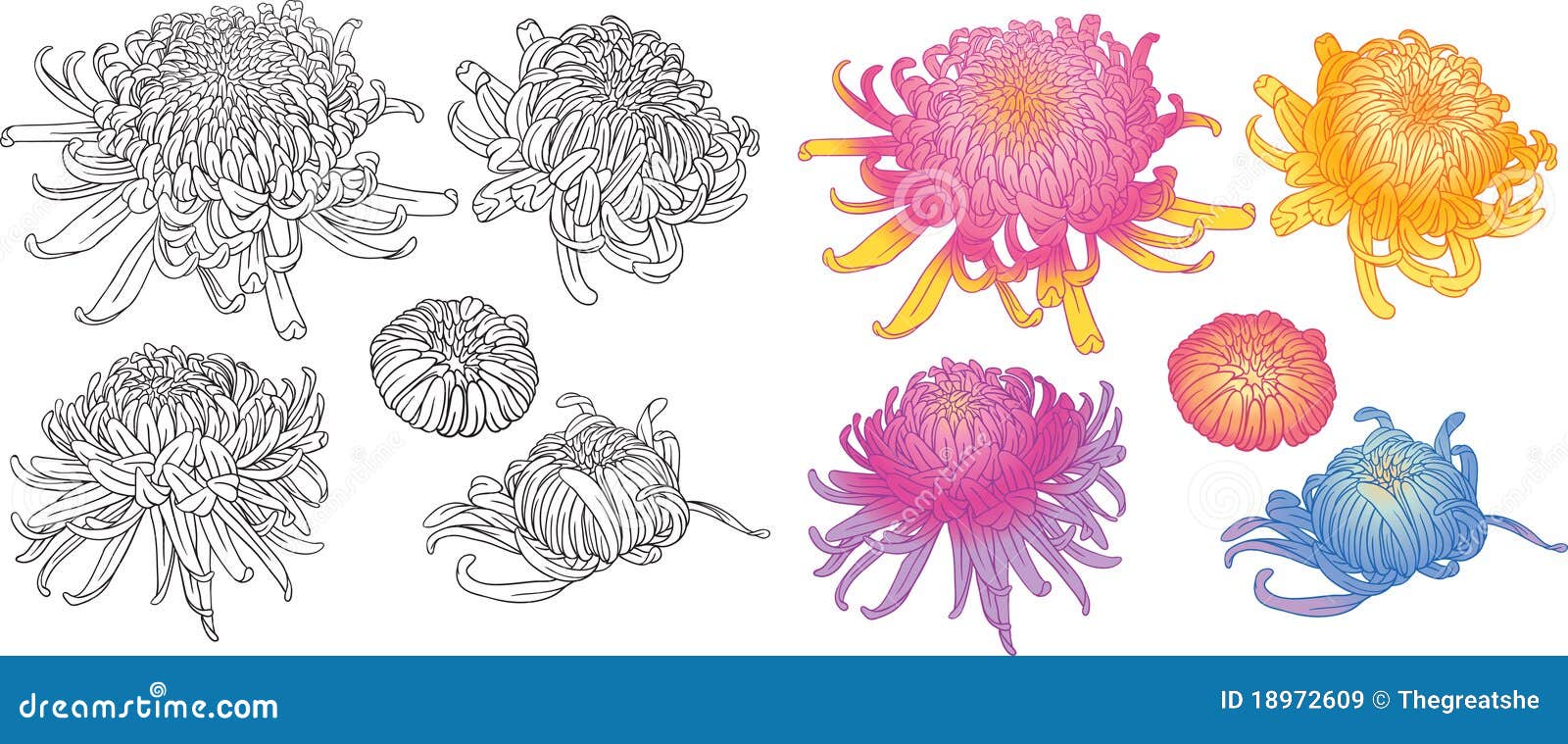 Flores Coloridas Da Flor Do Crisântemo Ajustadas Ilustração do Vetor ...