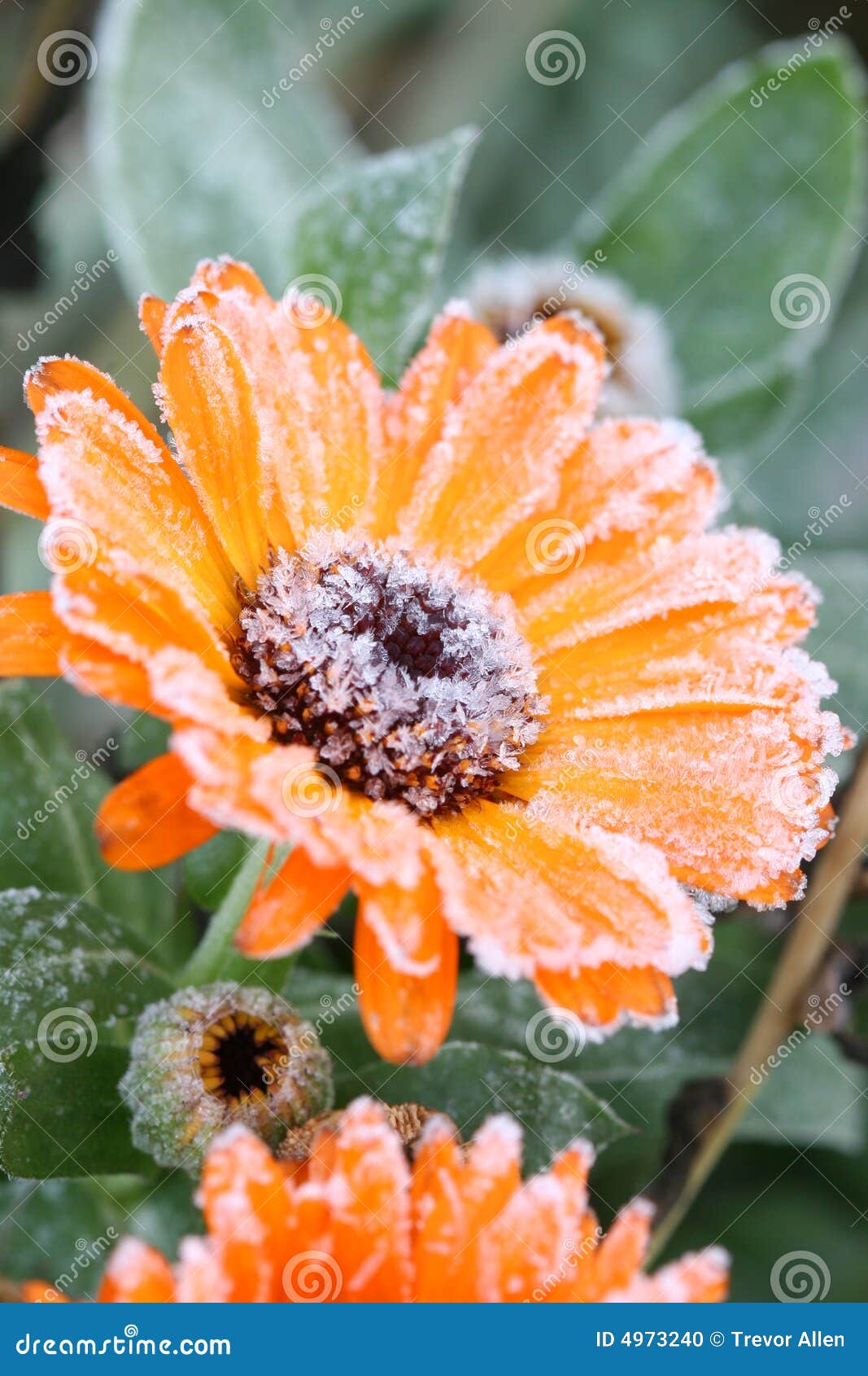 Flores com geada foto de stock. Imagem de queda, jardim - 4973240