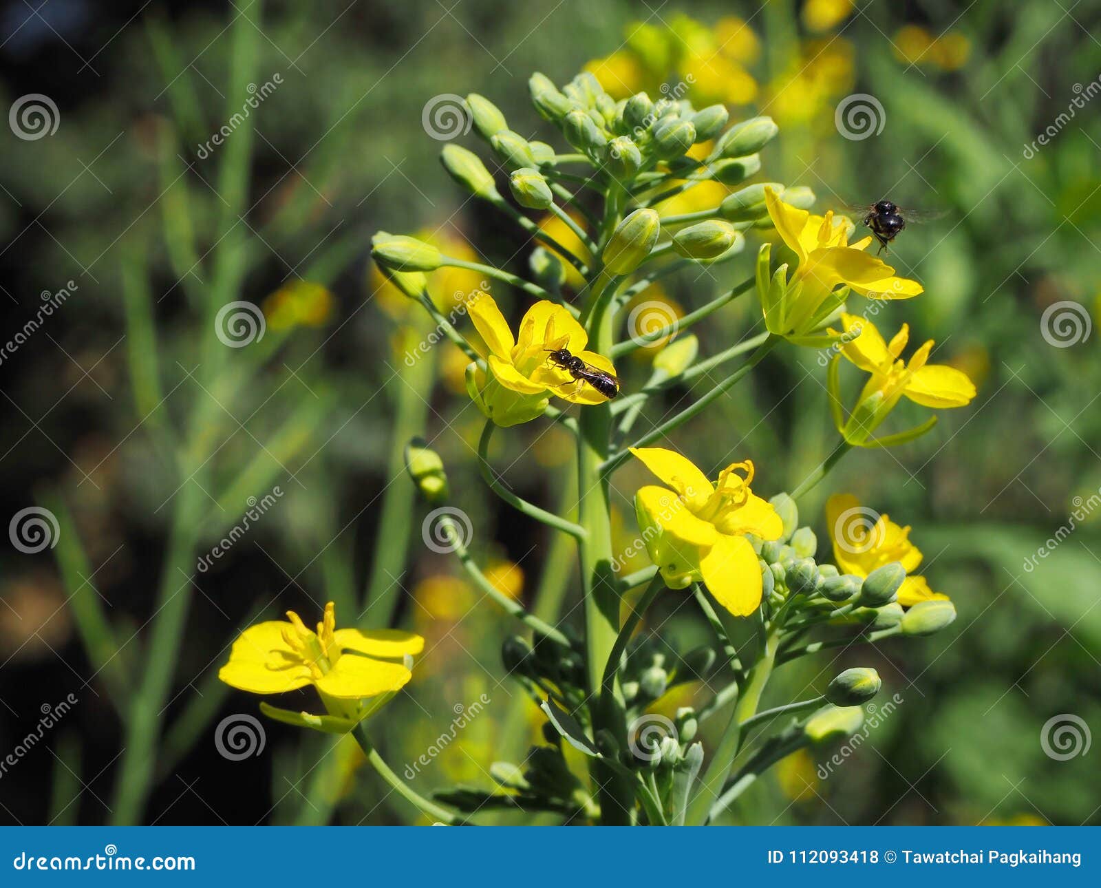 Flores con los insectos foto de archivo. Imagen de planta - 112093418