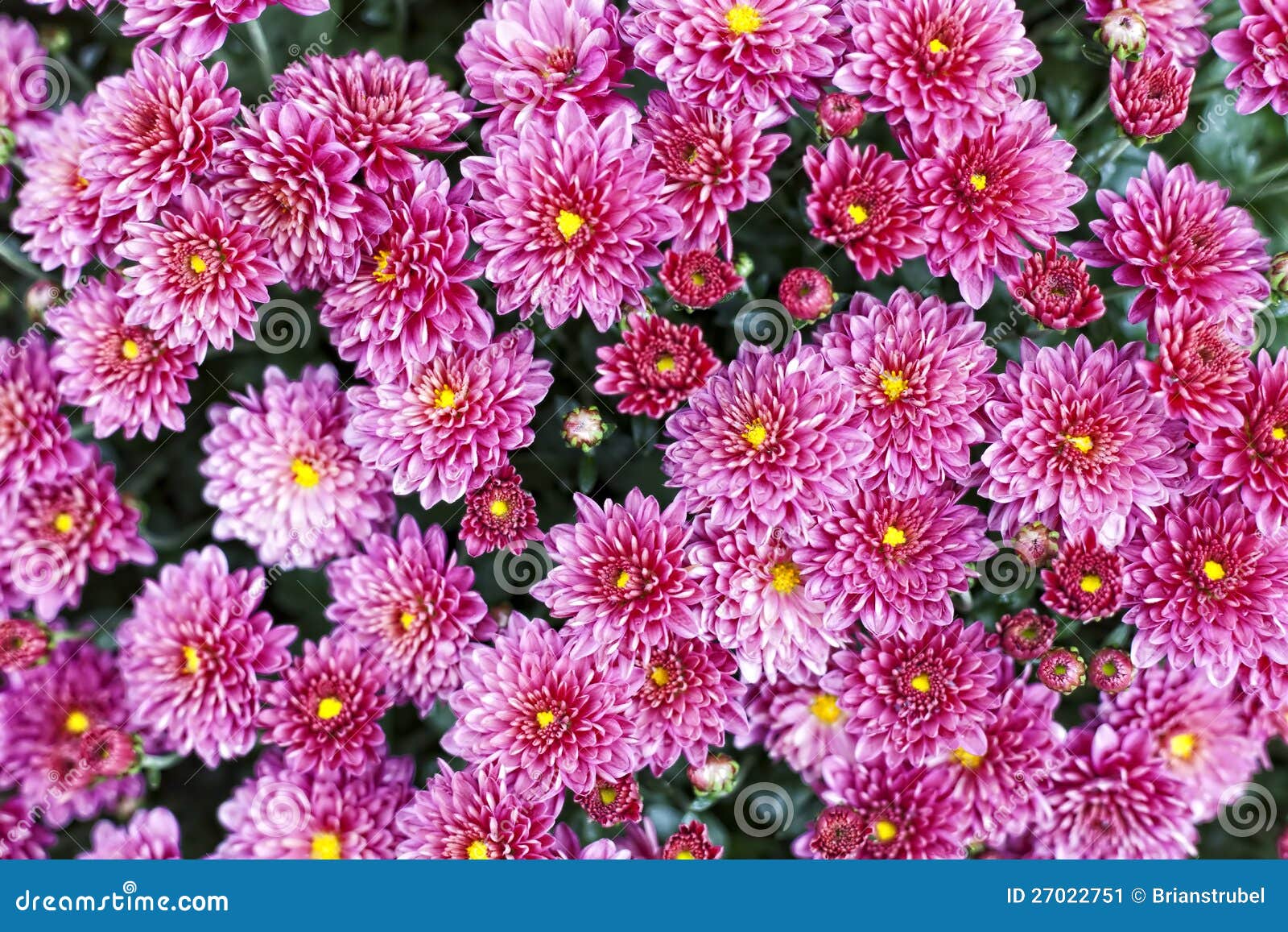 Flores cor-de-rosa imagem de stock. Imagem de planta - 27022751