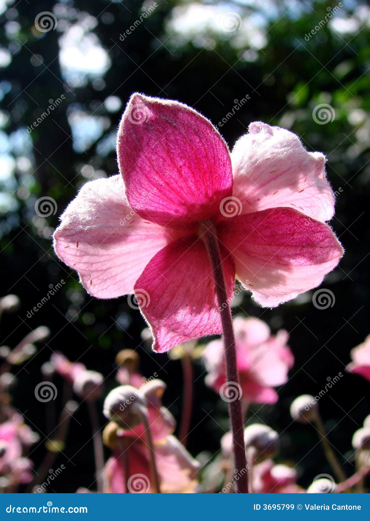 Flores cor-de-rosa imagem de stock. Imagem de flor, jardins - 3695799