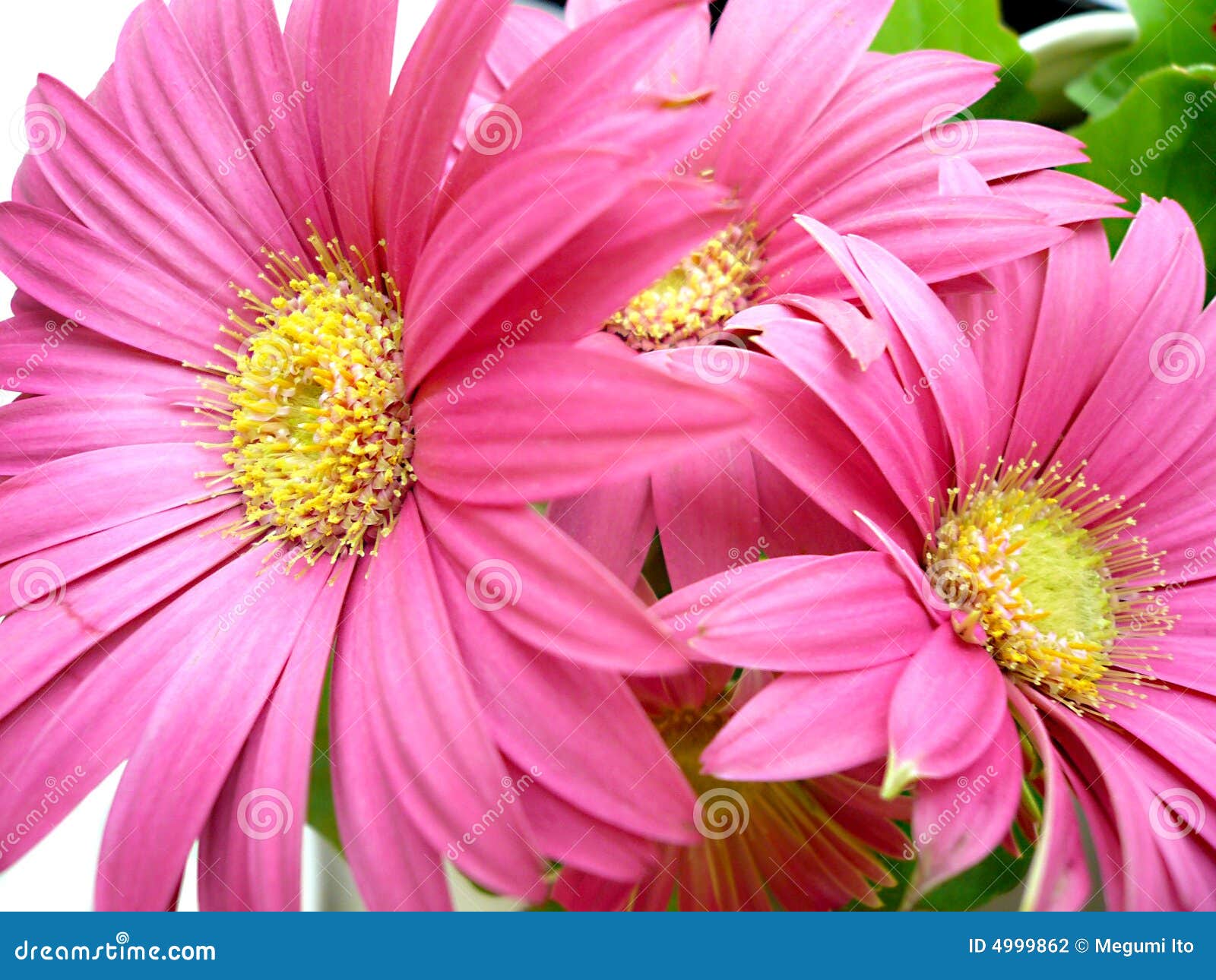 Flores cor-de-rosa foto de stock. Imagem de prado, jardim - 4999862