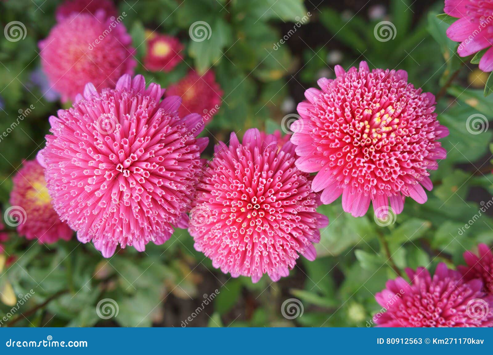 Flores Cor-de-rosa Chinensis Do Callistephus Imagem de Stock - Imagem ...