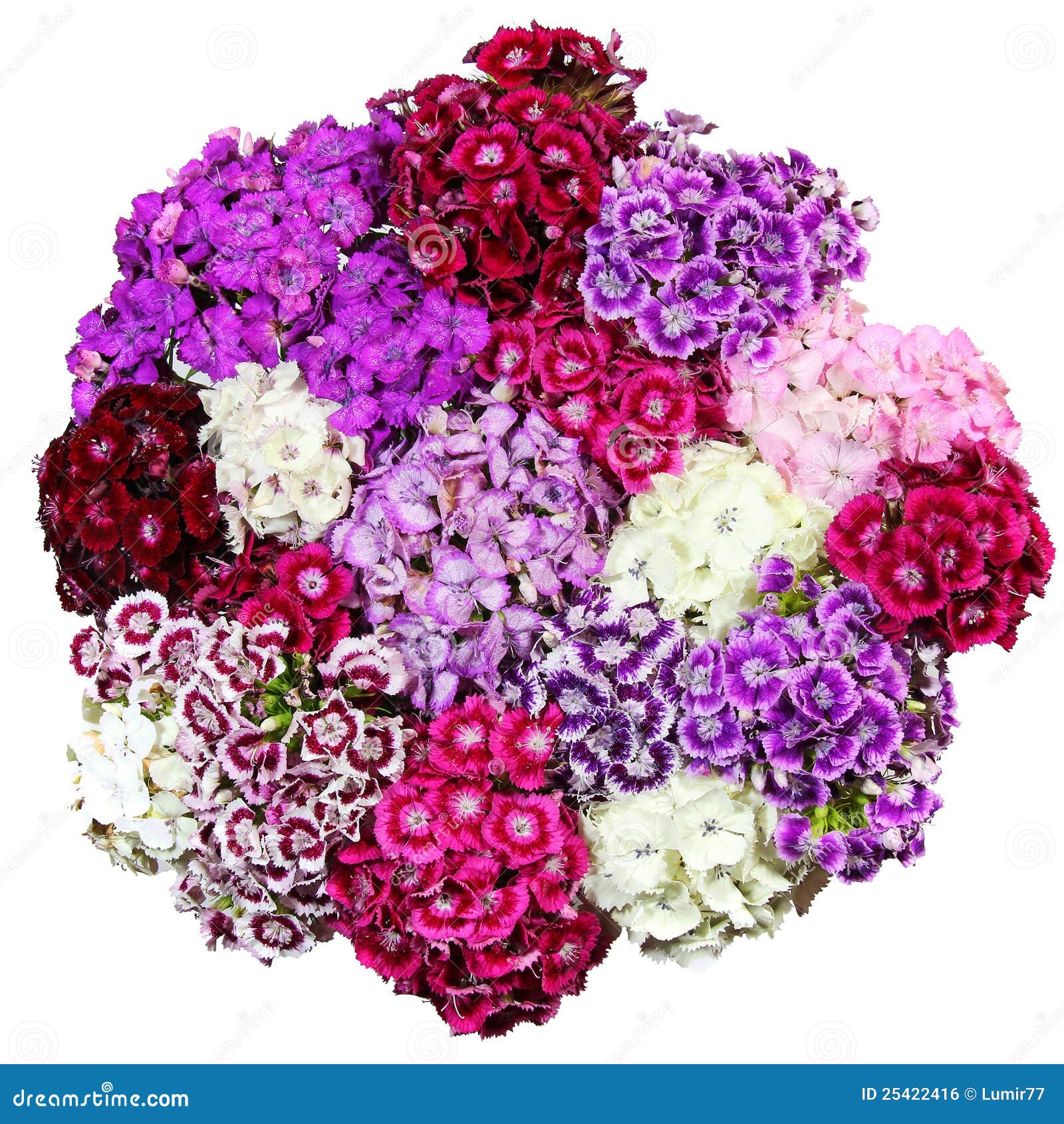 Flores Cor-de-rosa Chinesas Foto de Stock - Imagem de buquê, fundo ...