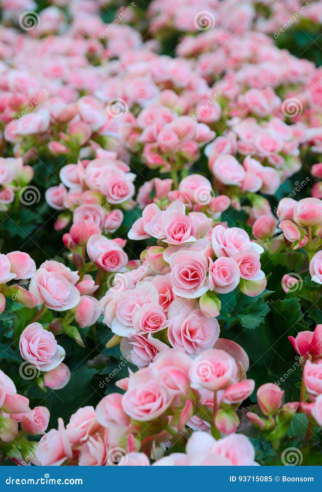 Flores Cor-de-rosa Da Begônia Imagem de Stock - Imagem de fresco, fundo ...